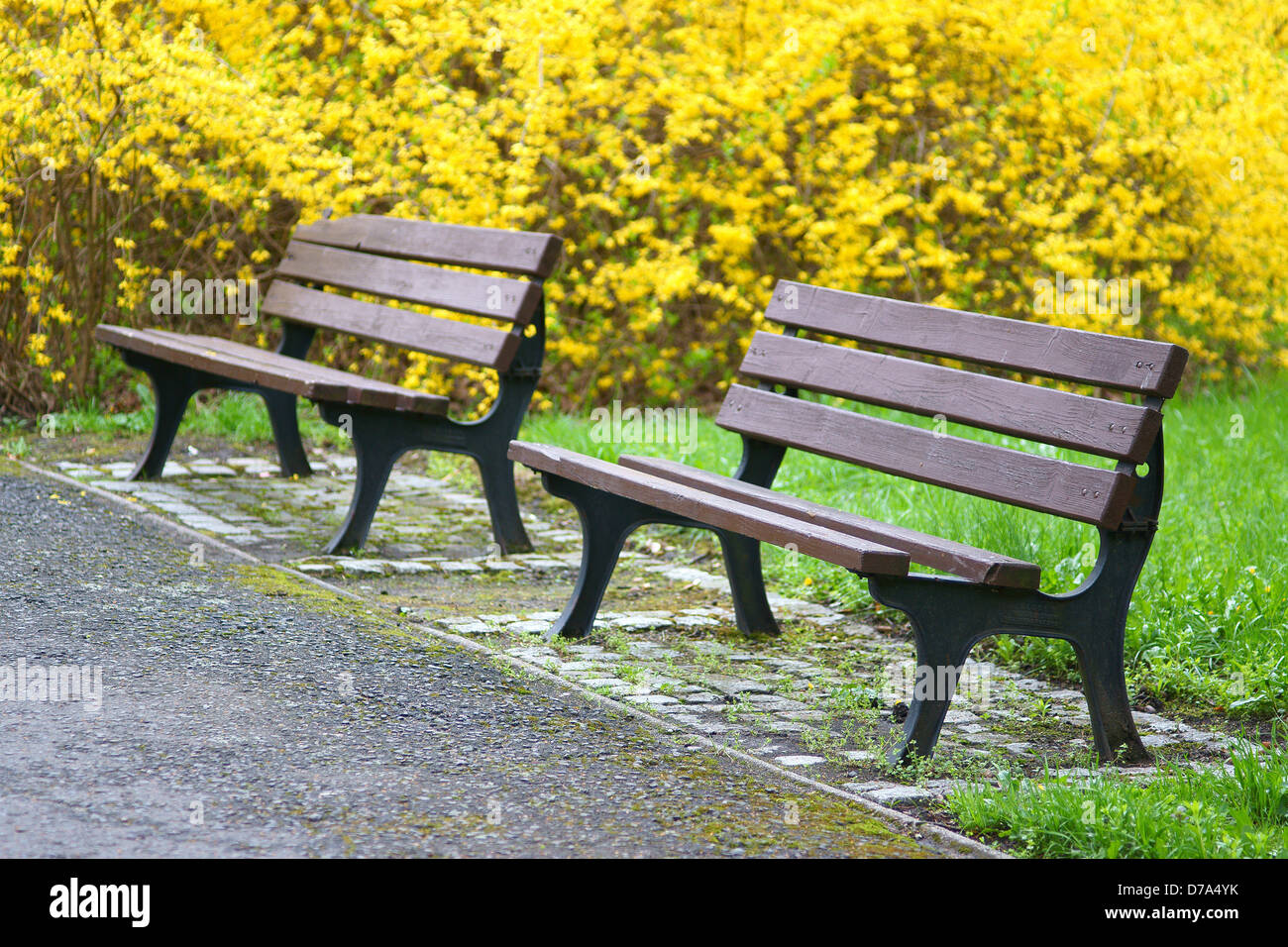 Two park benches and blooming forsythia spring Stock Photo - Alamy