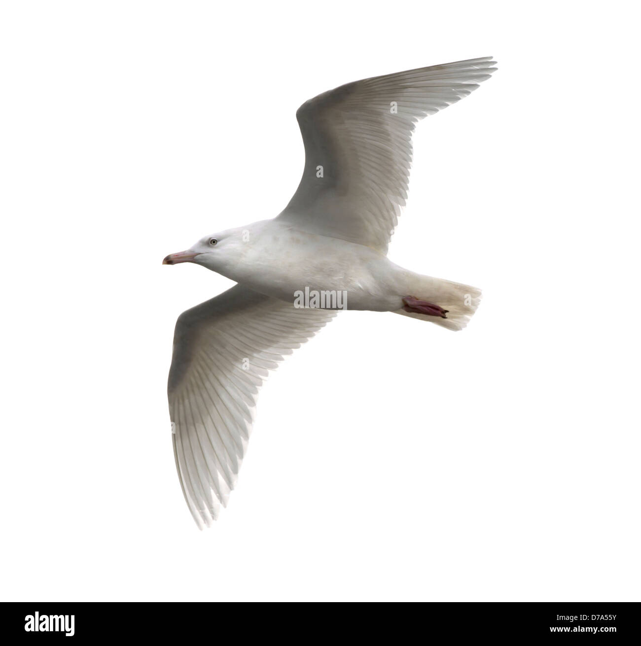 Glaucous Gull Larus hyperboreus Stock Photo - Alamy Glaucous Gull Larus hyperboreus Stock Photo - Alamy