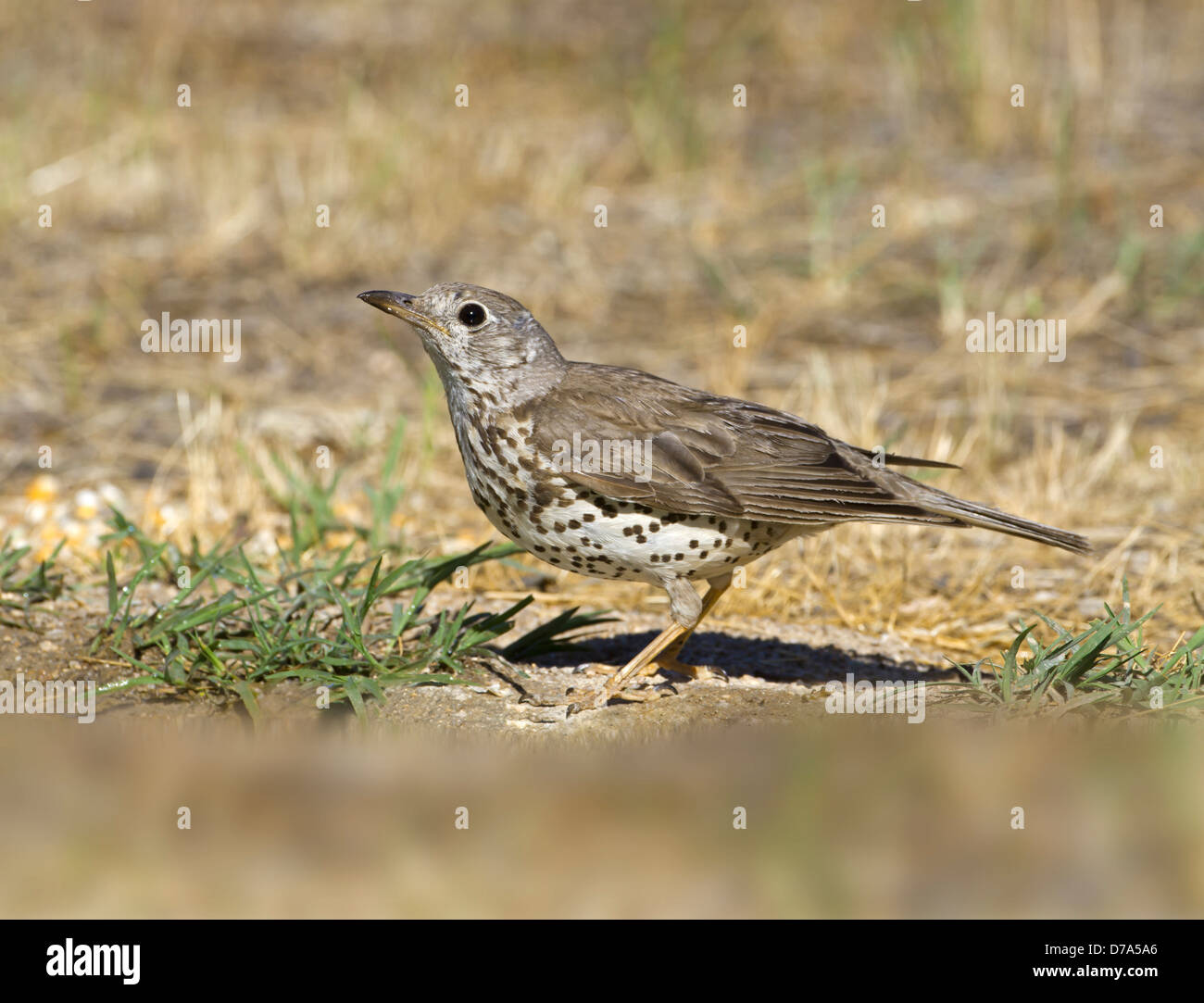 Mistle Thrush Turdus viscivorus Stock Photo - Alamy