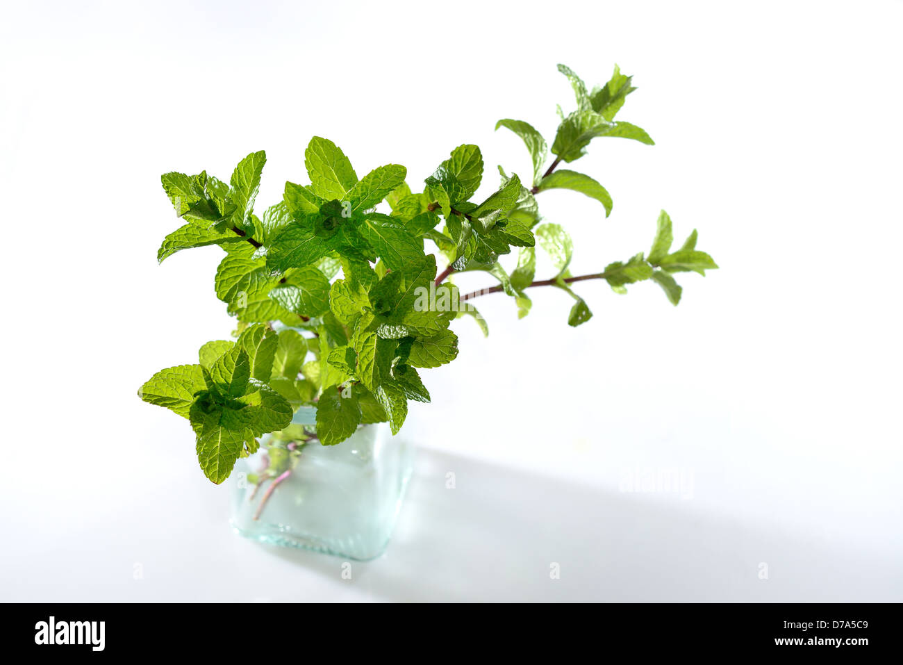 Healthy branches hi-res stock photography and images - Alamy