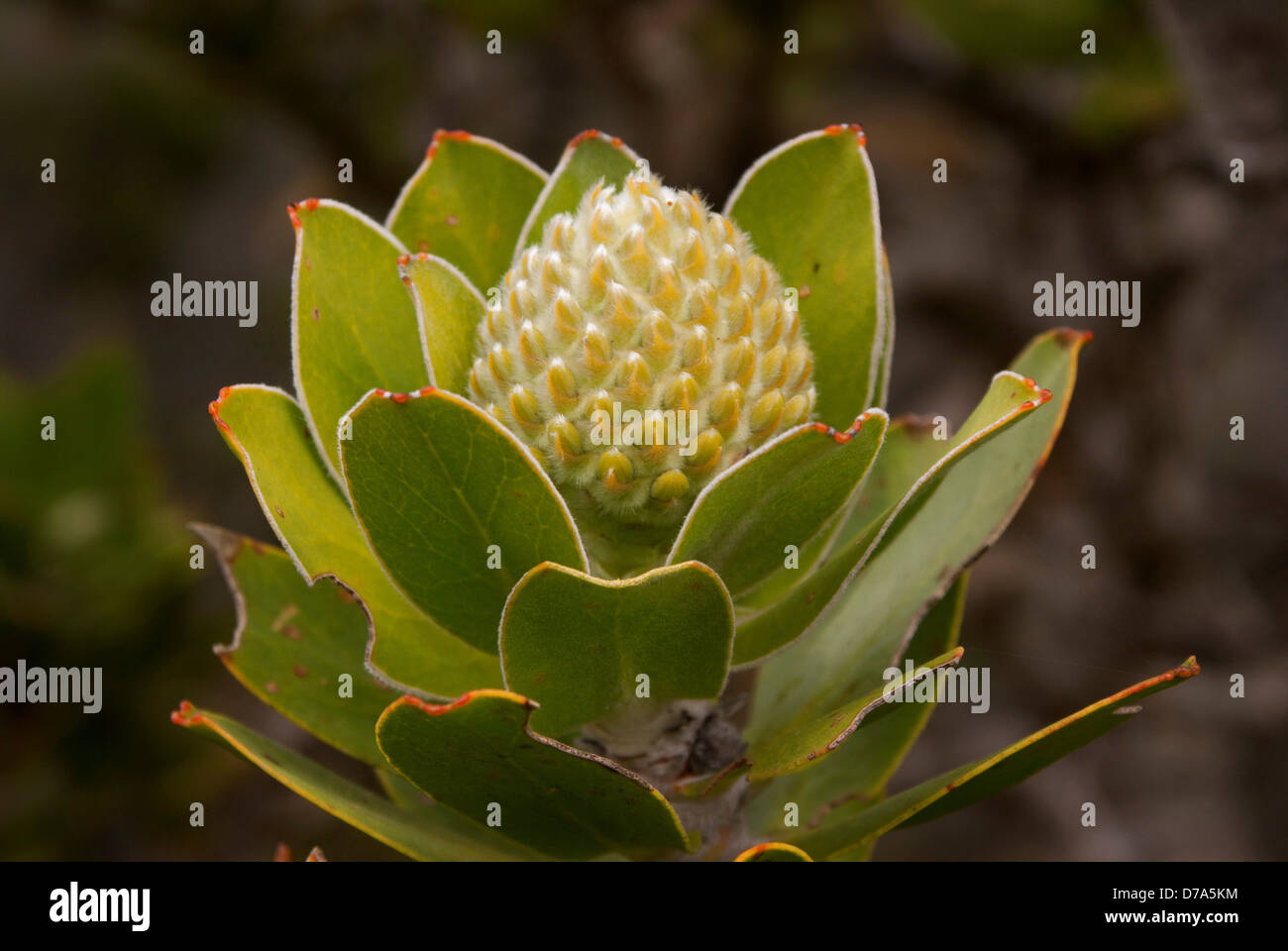 South Africa Cape Point Fynbos vegetation Stock Photo - Alamy