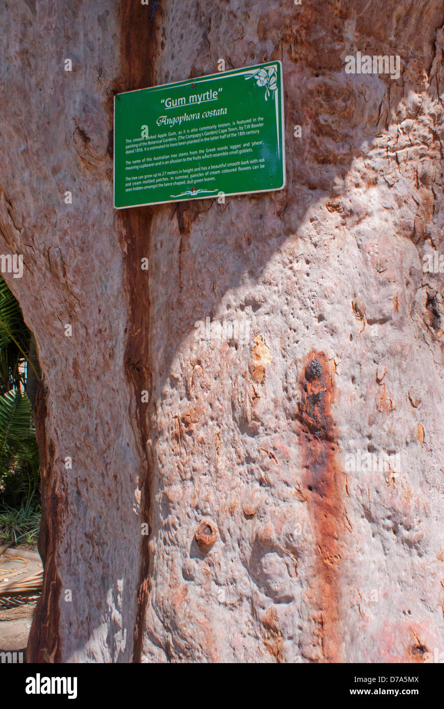 South Africa Cape Town Company Gardens Gum Myrtle tree Angophora ...