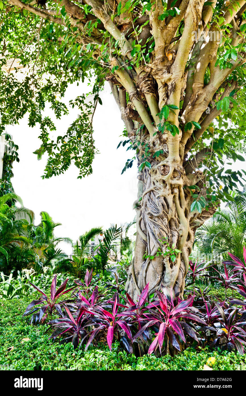 tree banyan tropical plants Stock Photo - Alamy