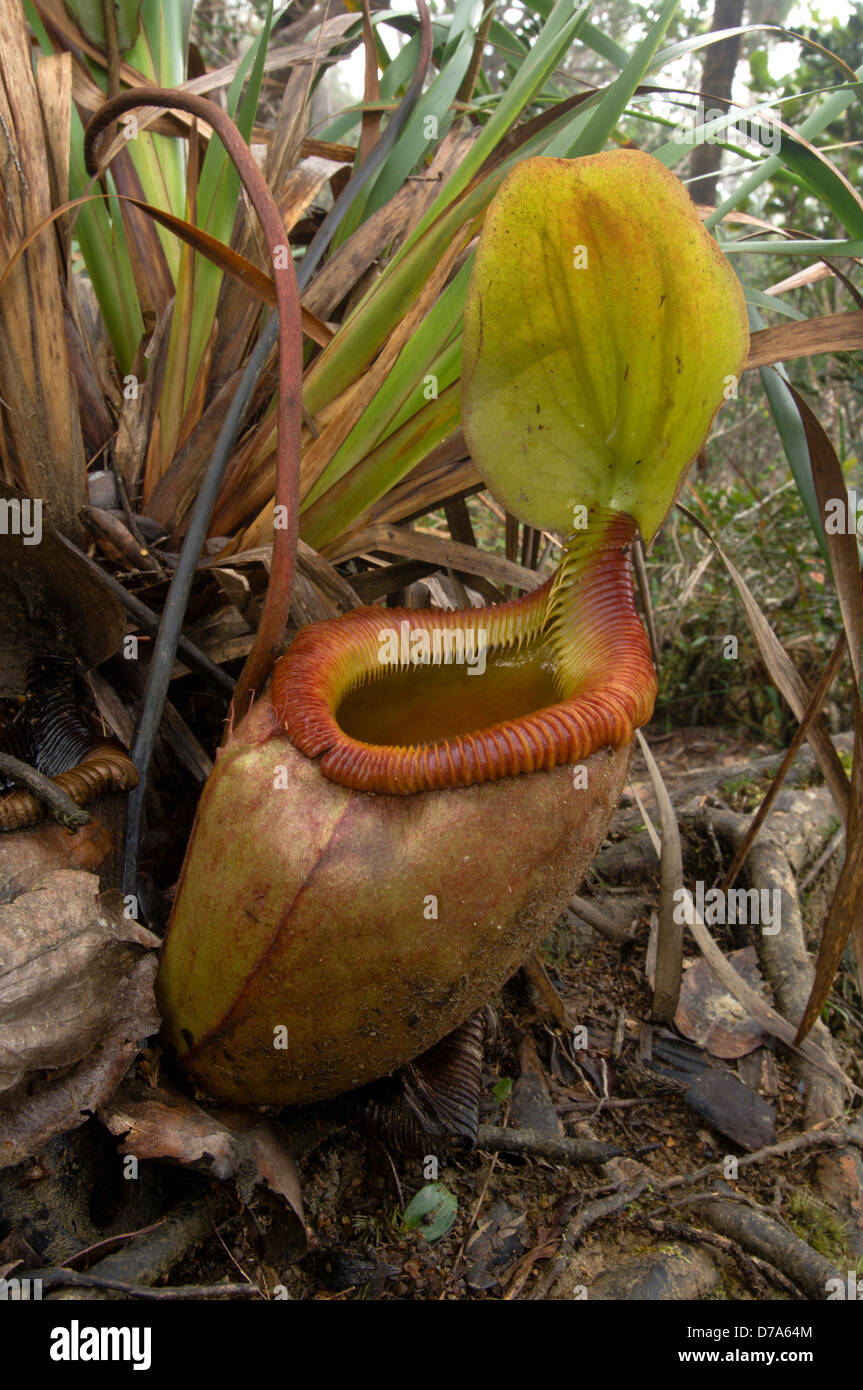 Ground pitcher Pitcher plant Nepenthes kinabaluensis on higher slopes ...