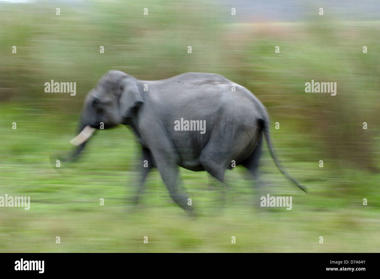 Indian elephant Elephas maximus running in forest Kaziranga National ...