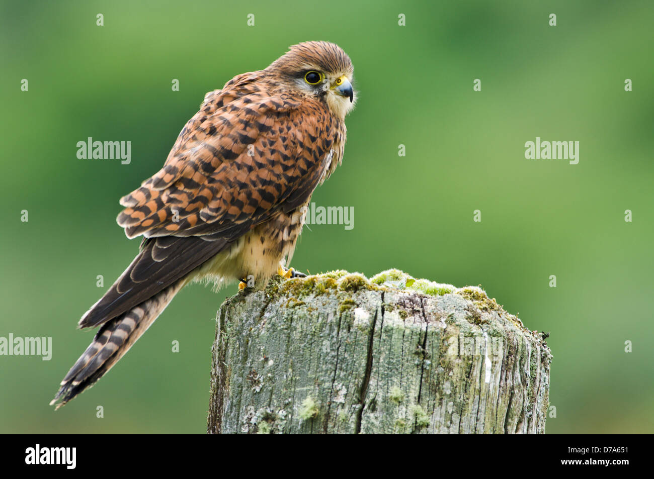 Female Kestrel Feather Pattern High Resolution Stock Photography and ...