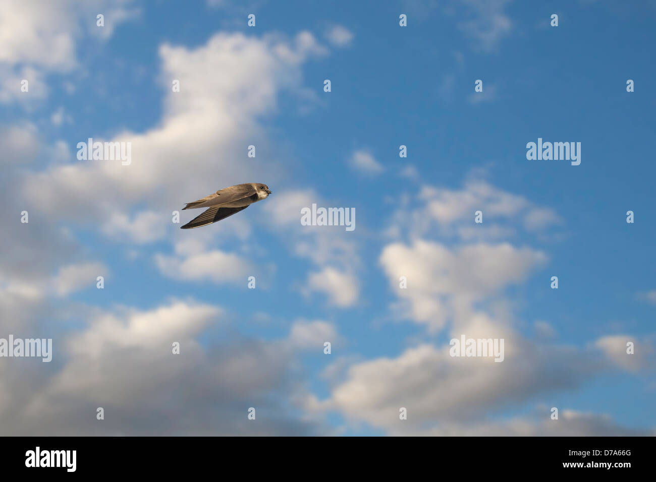 Sand martins bird migration hi-res stock photography and images - Alamy