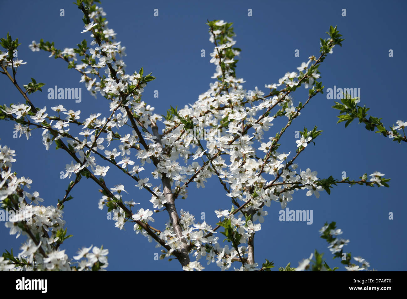 Blooming apple tree branches on background of blue sky Stock Photo - Alamy