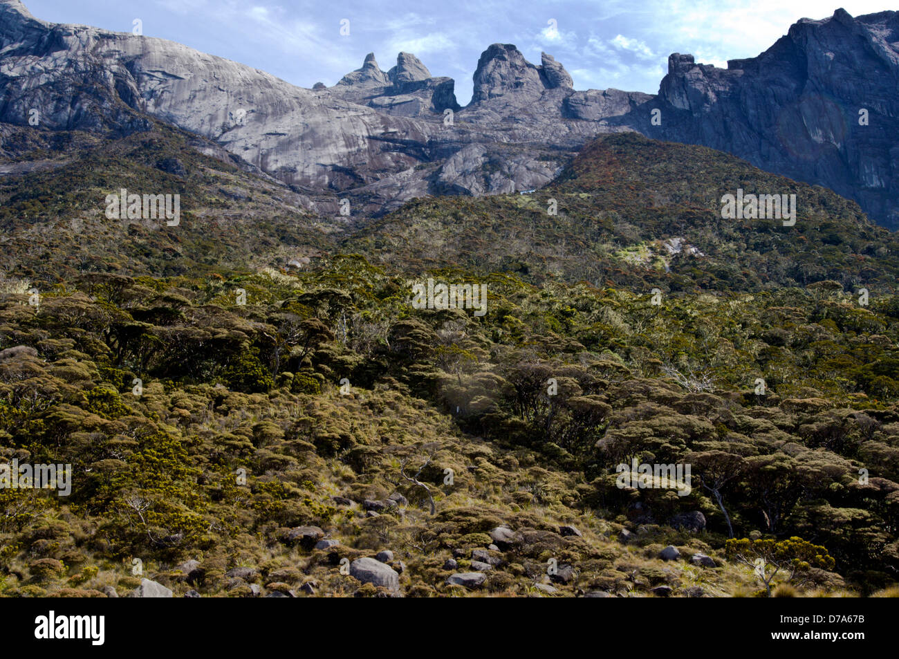 Montane forest hi-res stock photography and images - Alamy