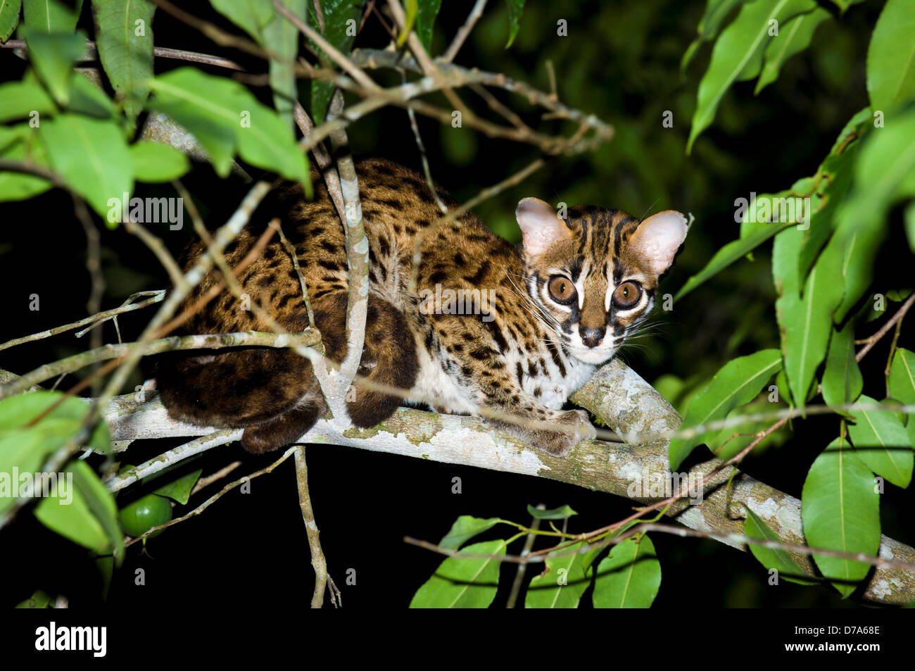 Leopard cat Felis bengalensis in wild resting in tree Kinabatangan ...
