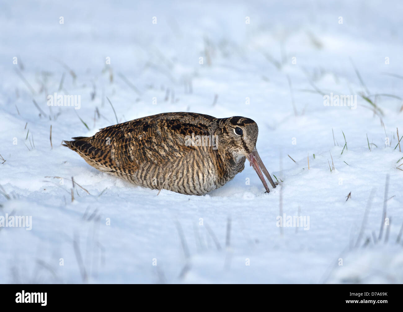 Woodcock Scolopax rusticola Stock Photo - Alamy