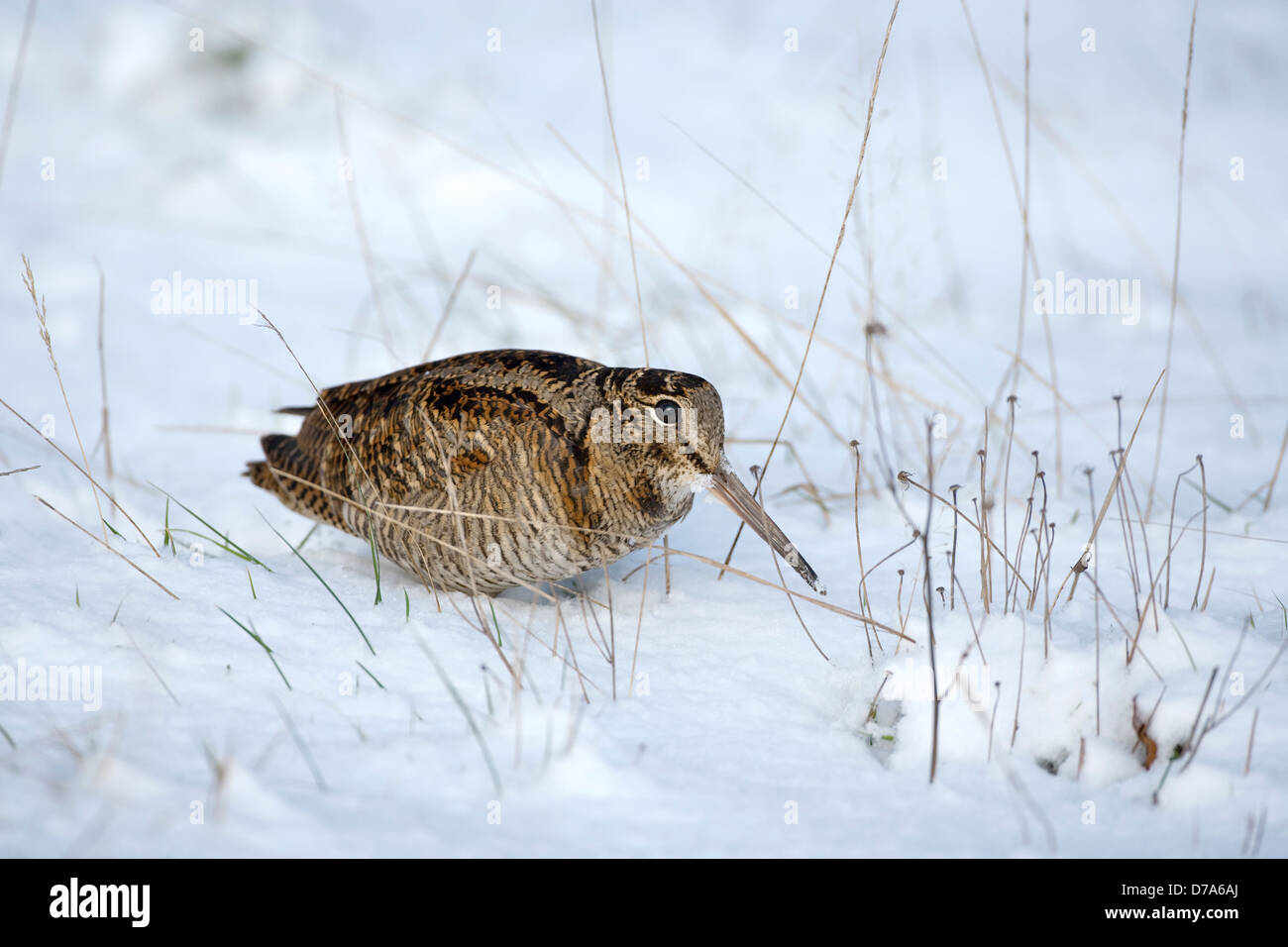 Woodcock Scolopax rusticola Stock Photo - Alamy