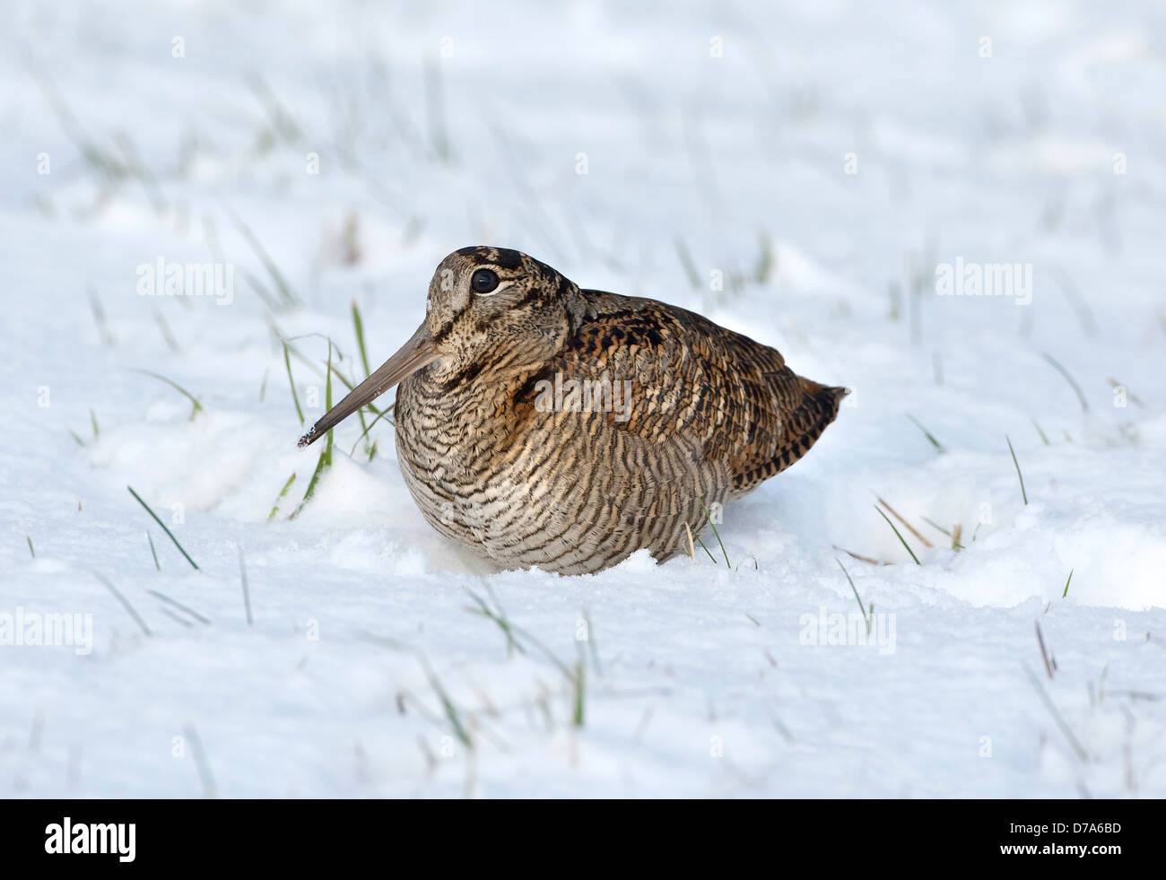 Woodcock Scolopax rusticola Stock Photo - Alamy