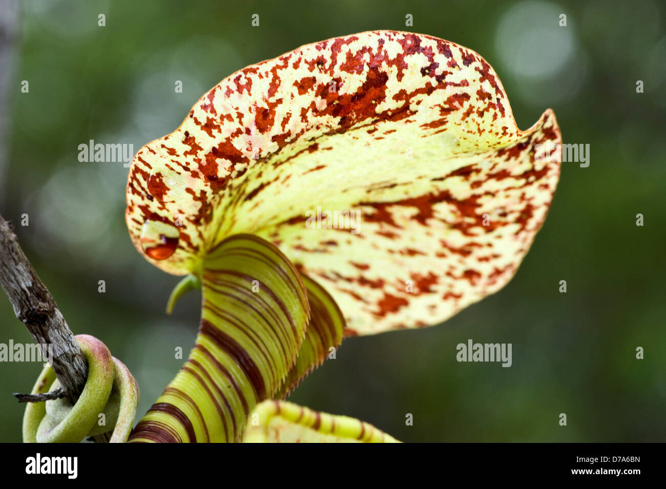 Lid upper aerial pitcher Pitcher plant Nepenthes rafflesiana growing in ...
