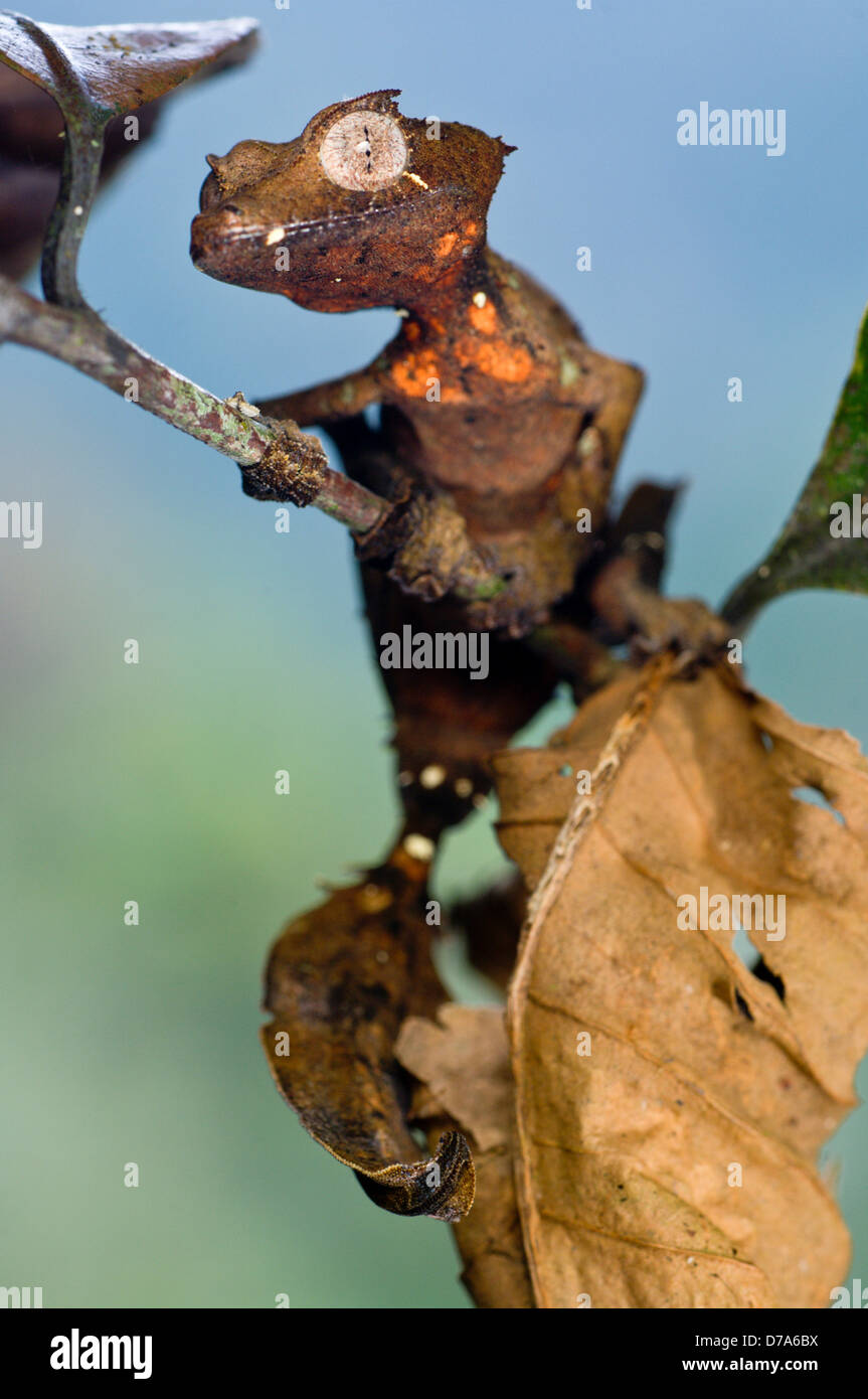 Satanic Leaf Tailed gecko Uroplatus phantasticus moving amongst dead ...