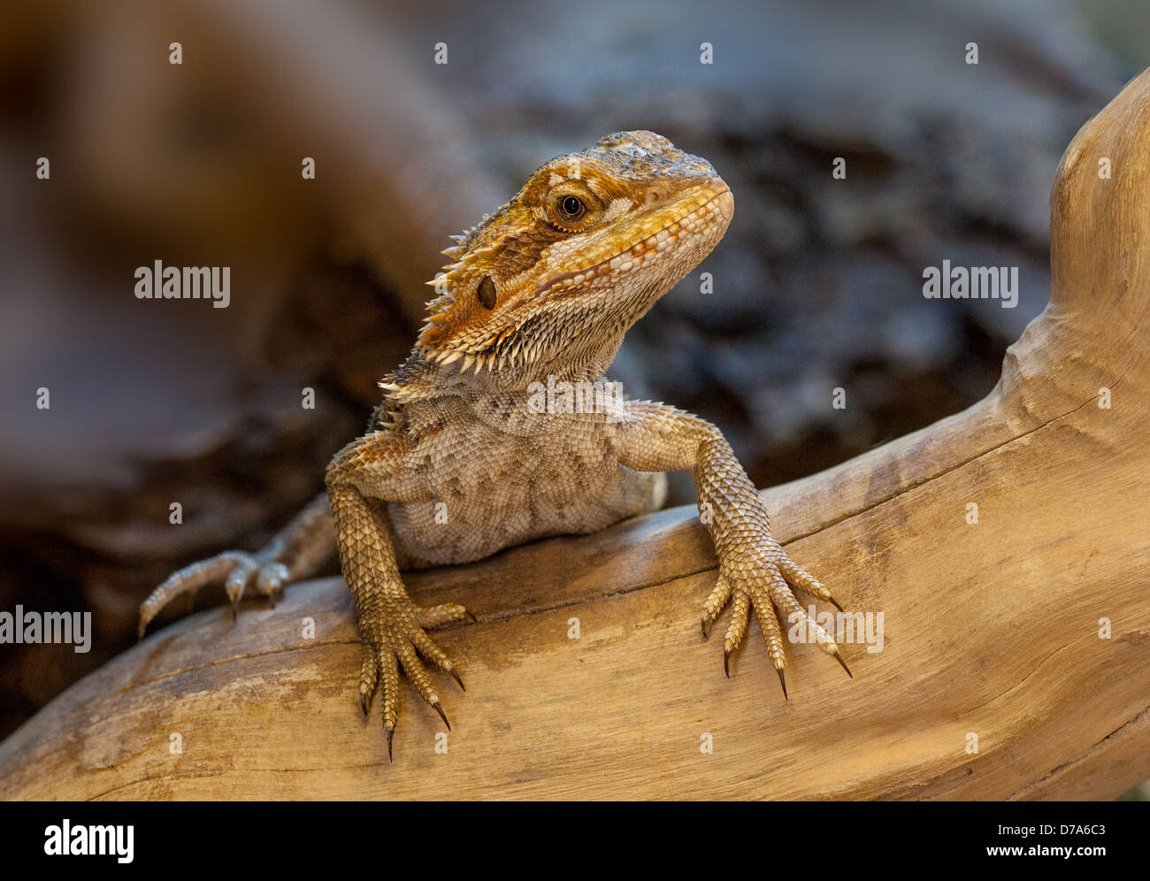 Bearded Dragon (Pogona vitticeps) basking, showing its spiky beard ...
