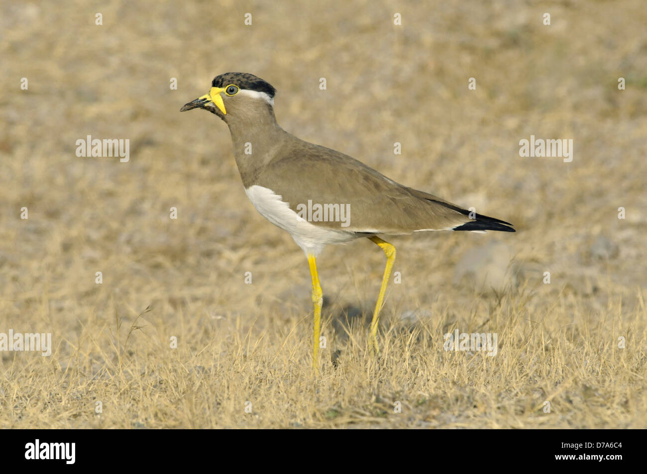 Yellow-wattled Lapwing - Vanellus malabaricus Stock Photo - Alamy