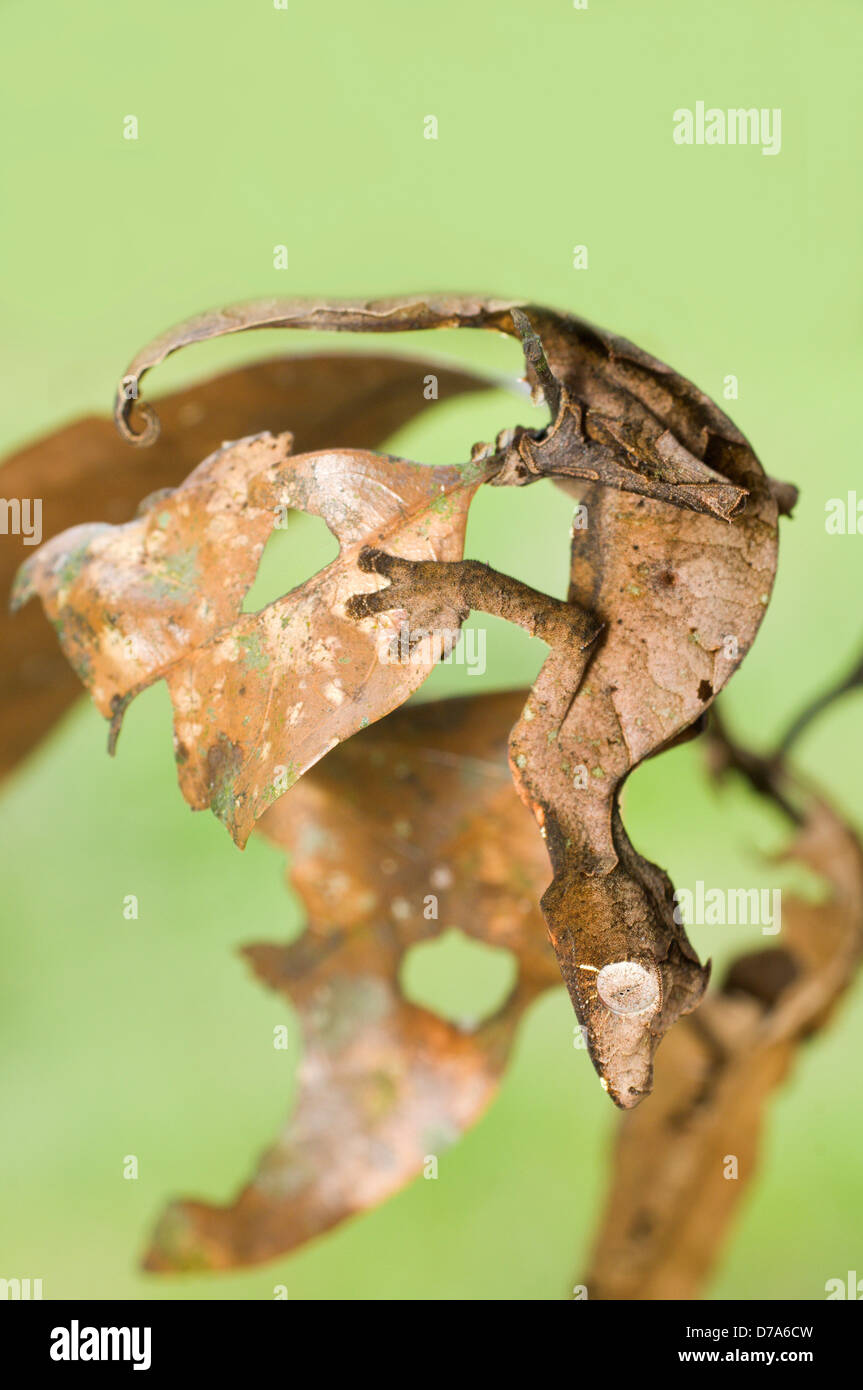 Satanic Leaf Tailed gecko Uroplatus phantasticus moving amongst dead ...