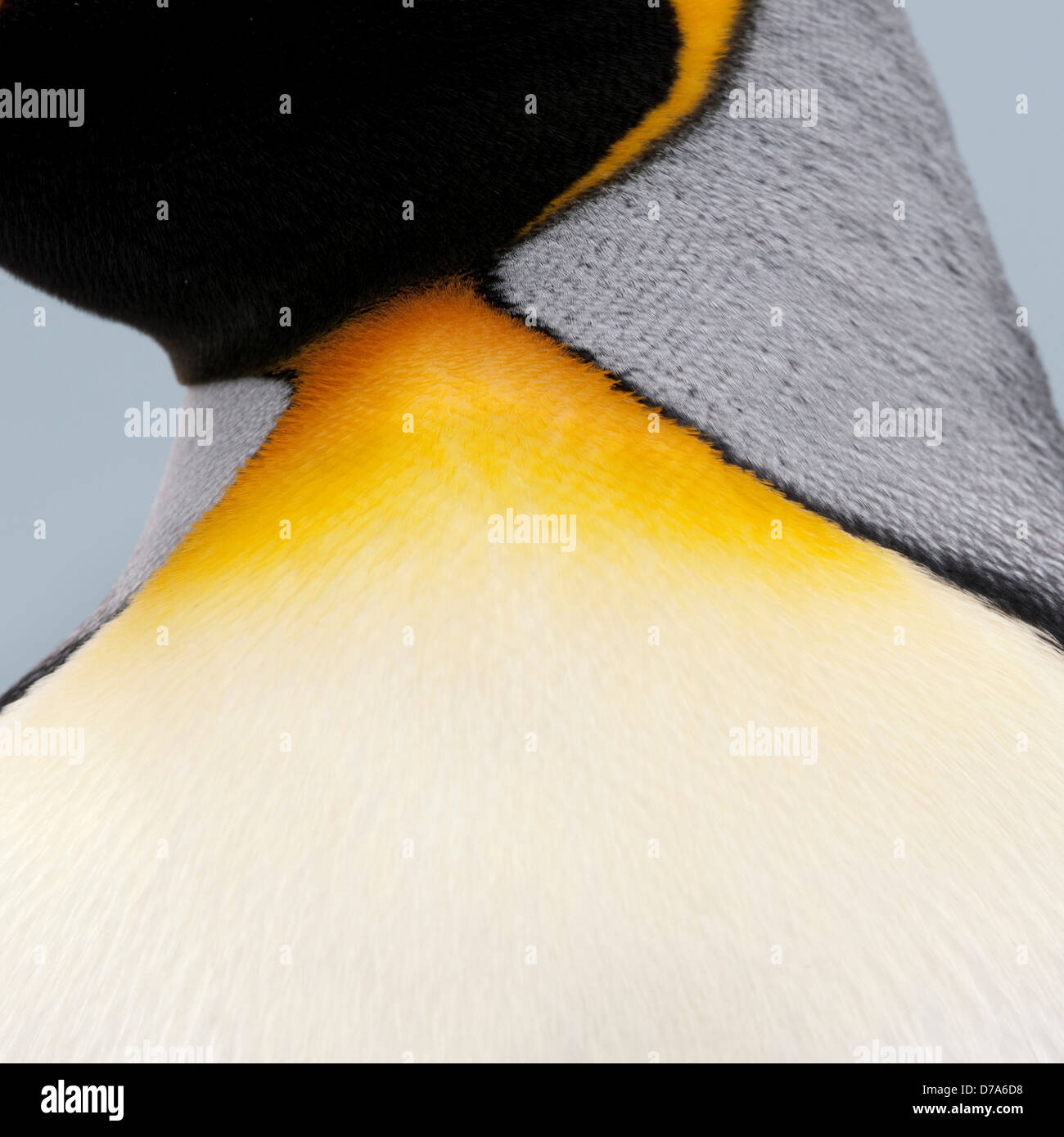 Feather detail neck region King penguin Aptenodytes patagonicus ...
