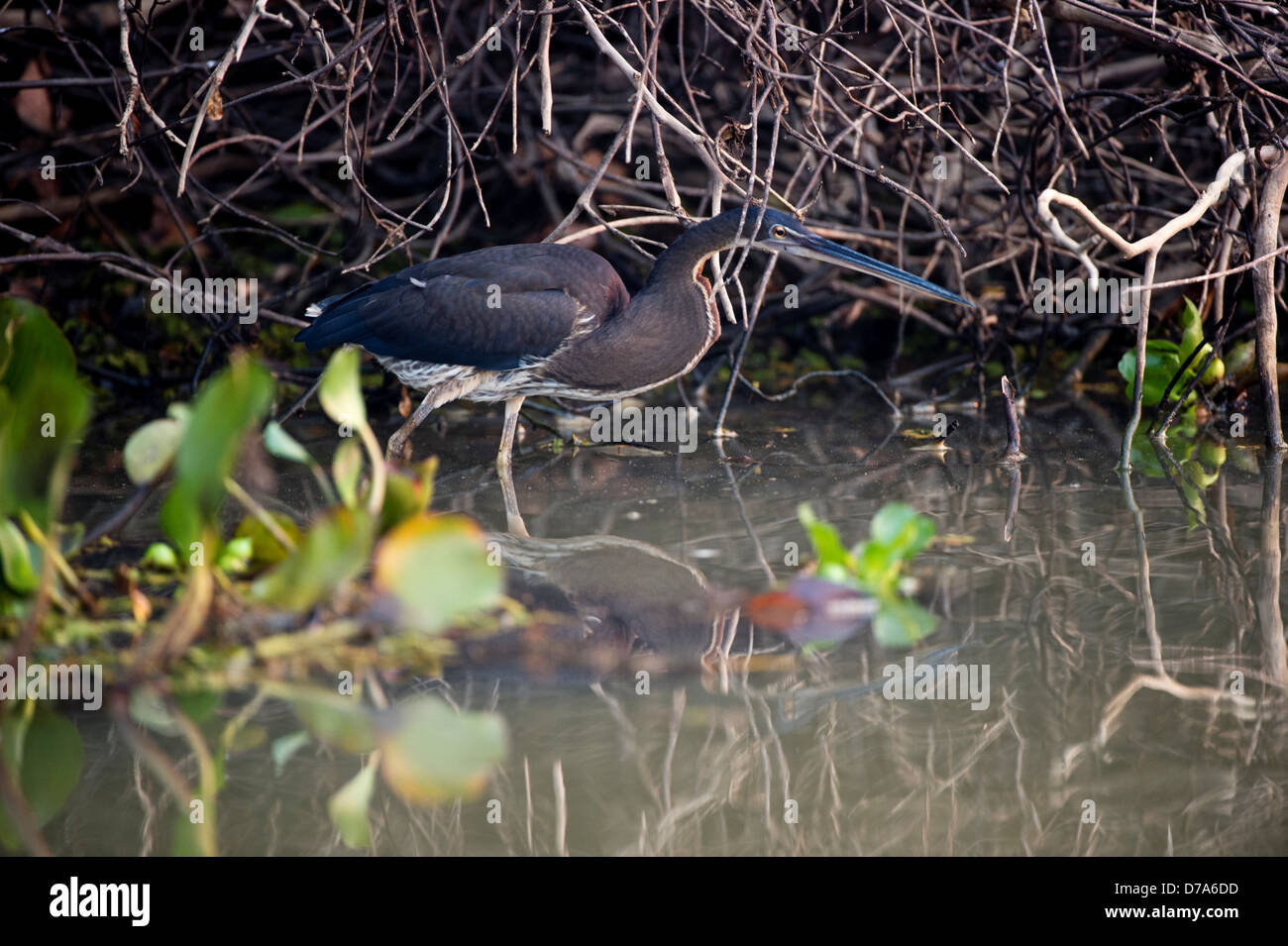 Immature Chestnut-Bellied heron Agamia agami stalking margins Pixiam ...