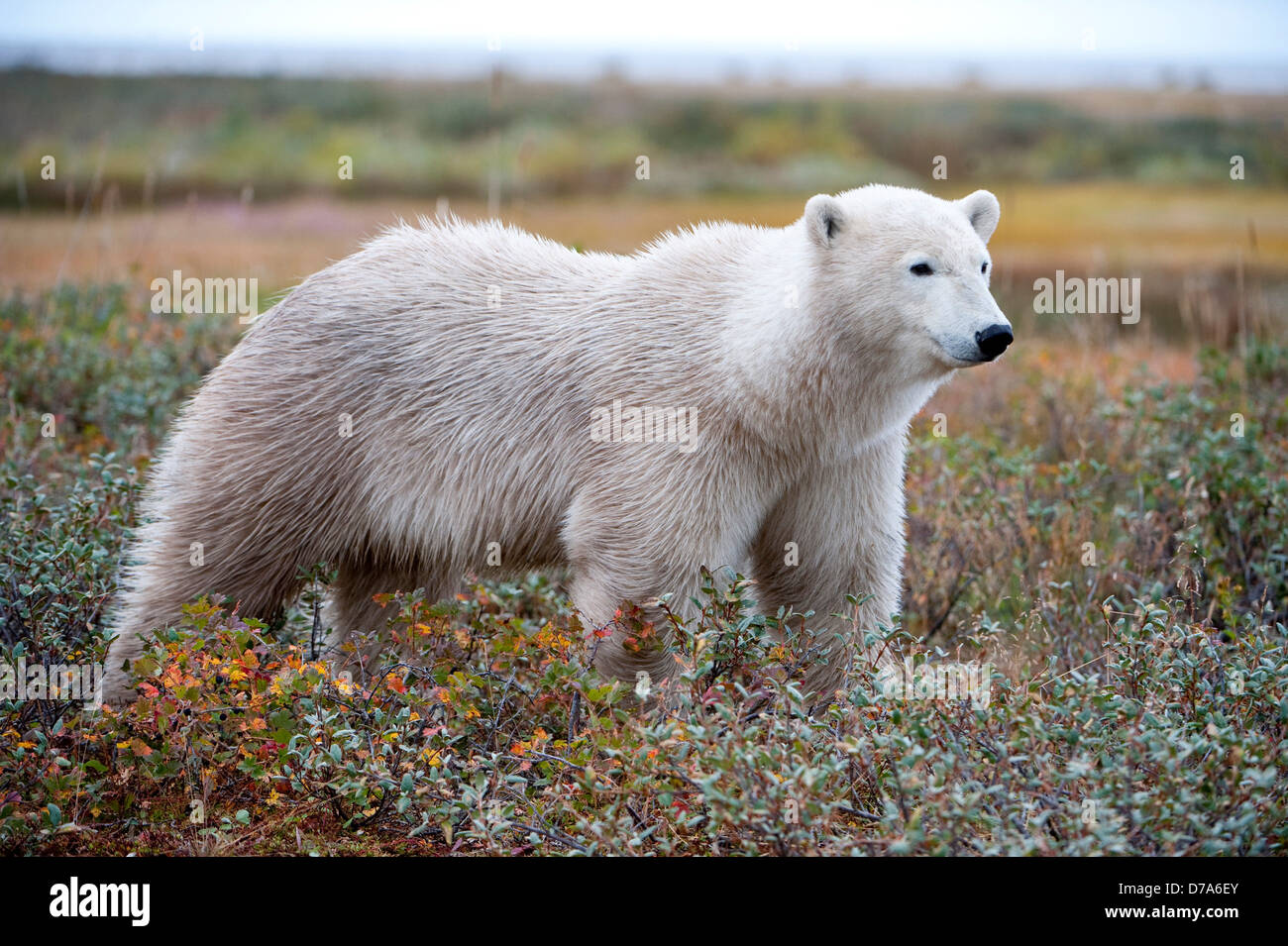 Polar bear Ursus maritimus amongst Wild Gooseberries in tundra ...