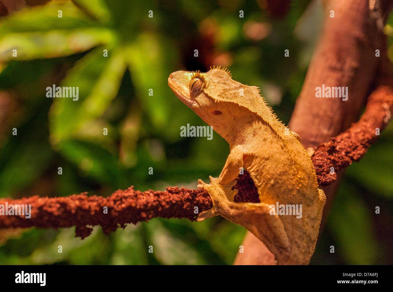 Close-up of a Crested Gecko (Correlophus ciliatus) perched on a branch ...
