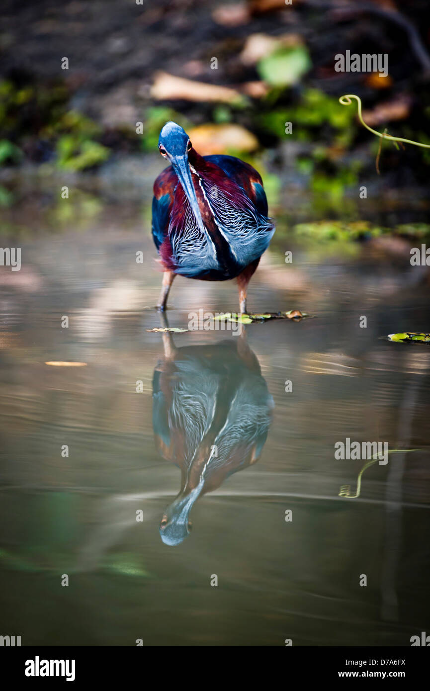 Agami heron Agamia agami stalking margins river Pixiam River Pantanal ...