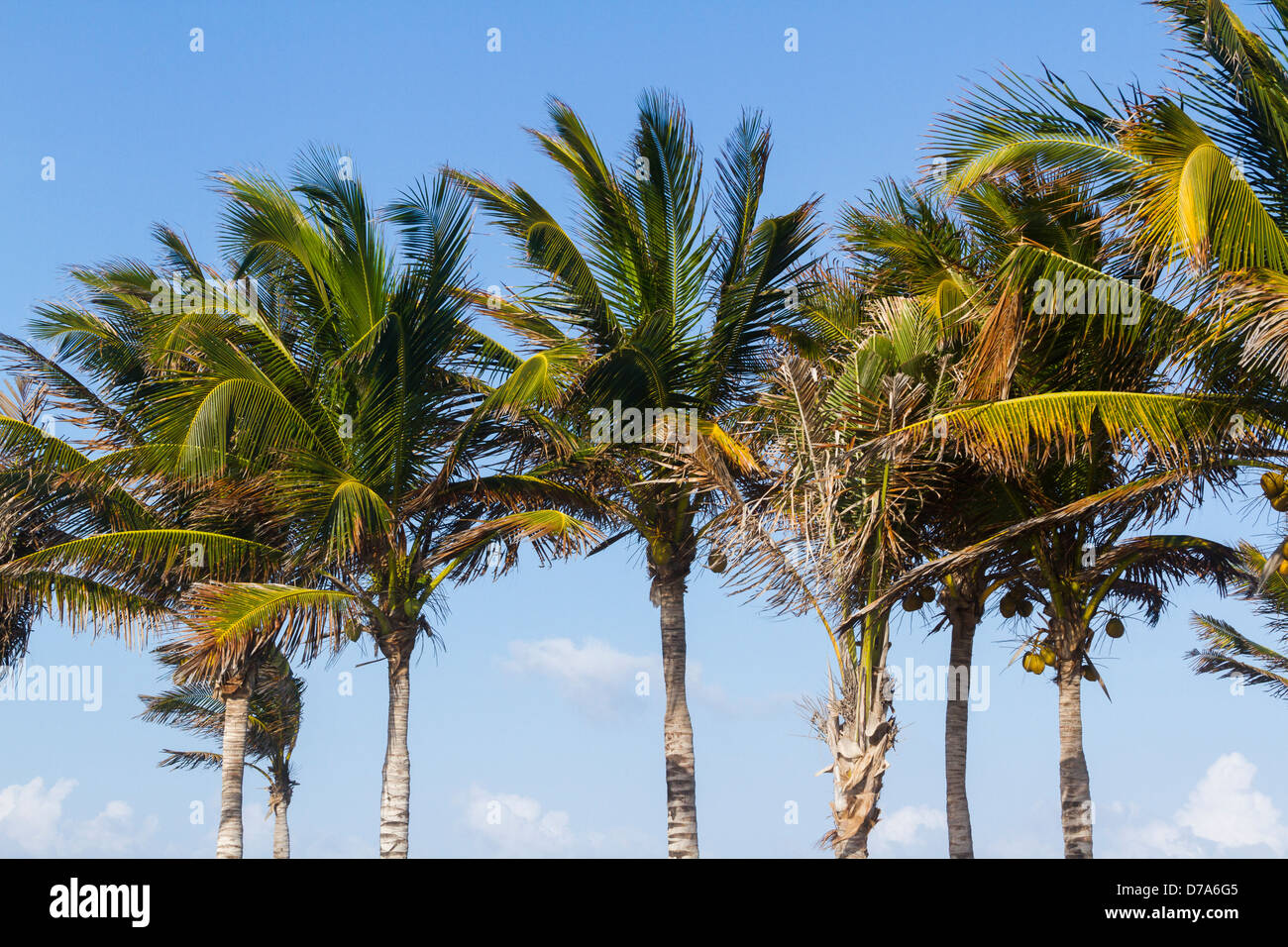 Coconut trees in tropical climate Stock Photo - Alamy