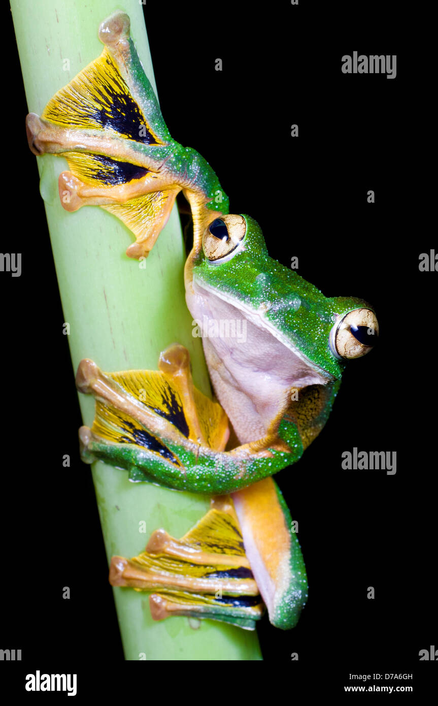 Wallaces flying frog rhacophorus nigropalmatus hi-res stock photography ...