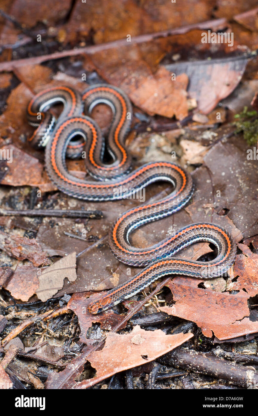 Striped Reed snake Calamaria sp in leaf litter Danum Valley Sabah State ...