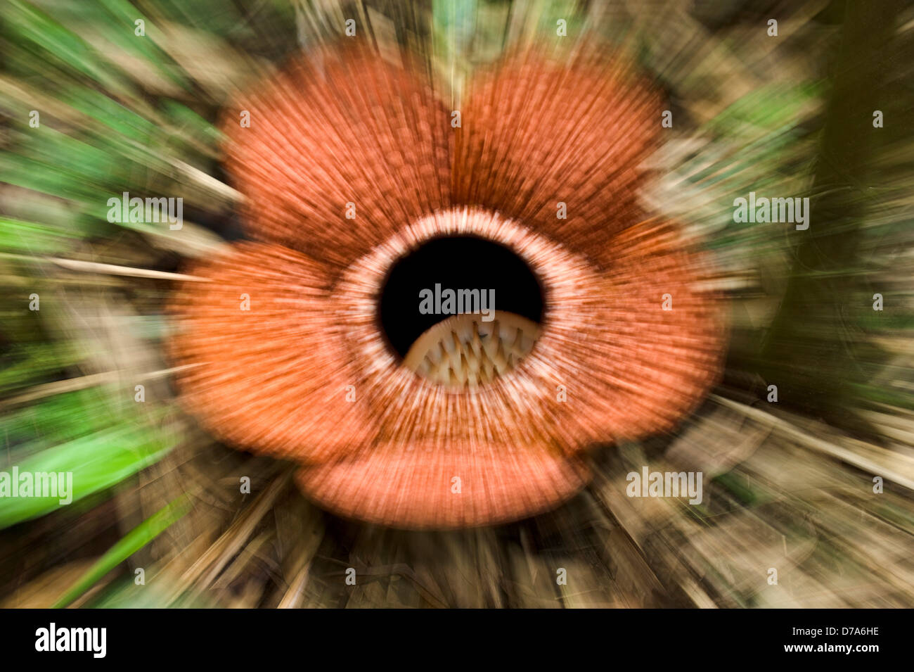 Rafflesia flower Rafflesia keithii growing on lower slopes Mt Kinabalu ...
