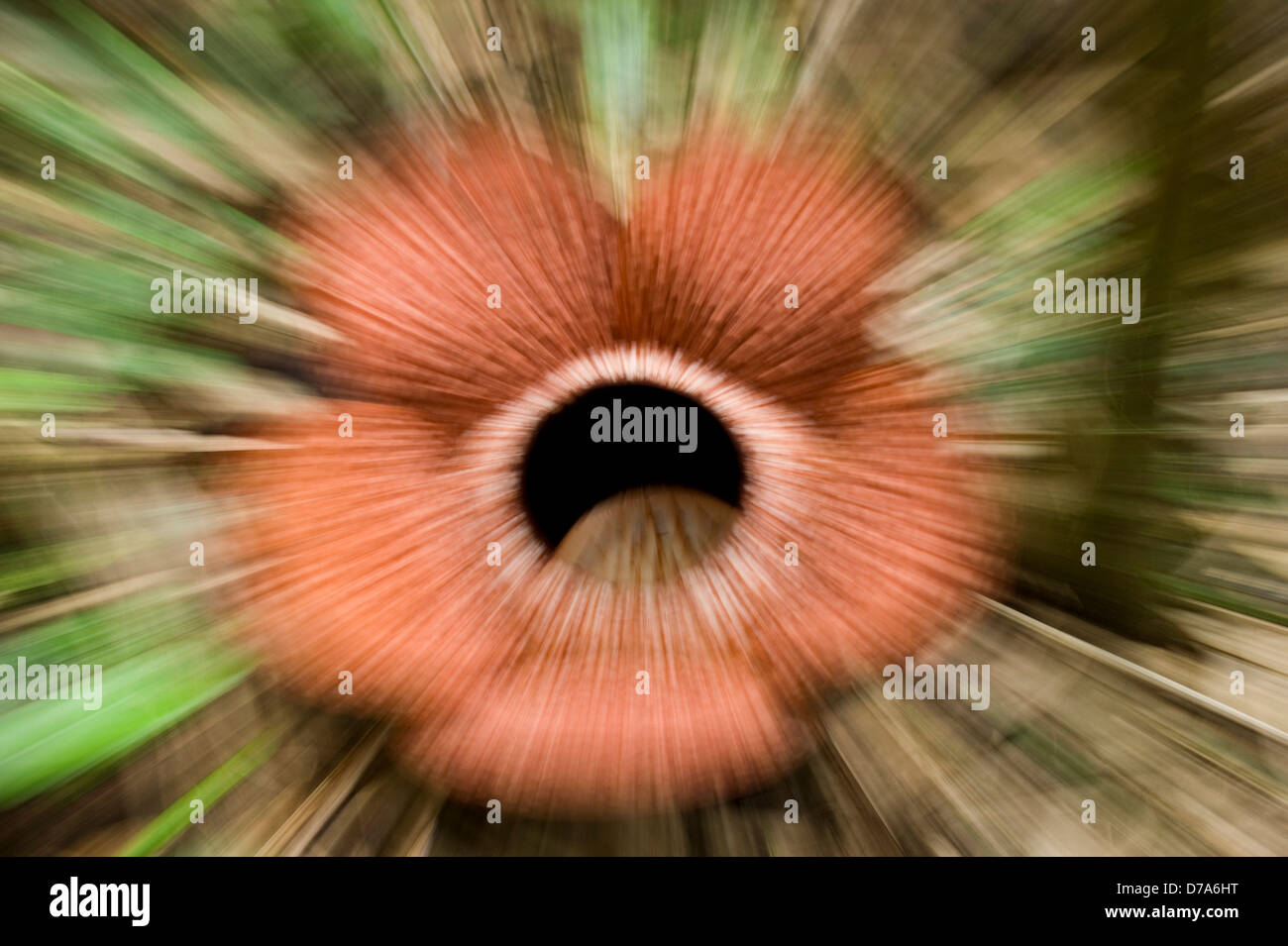 Rafflesia flower Rafflesia keithii growing on lower slopes Mt Kinabalu ...