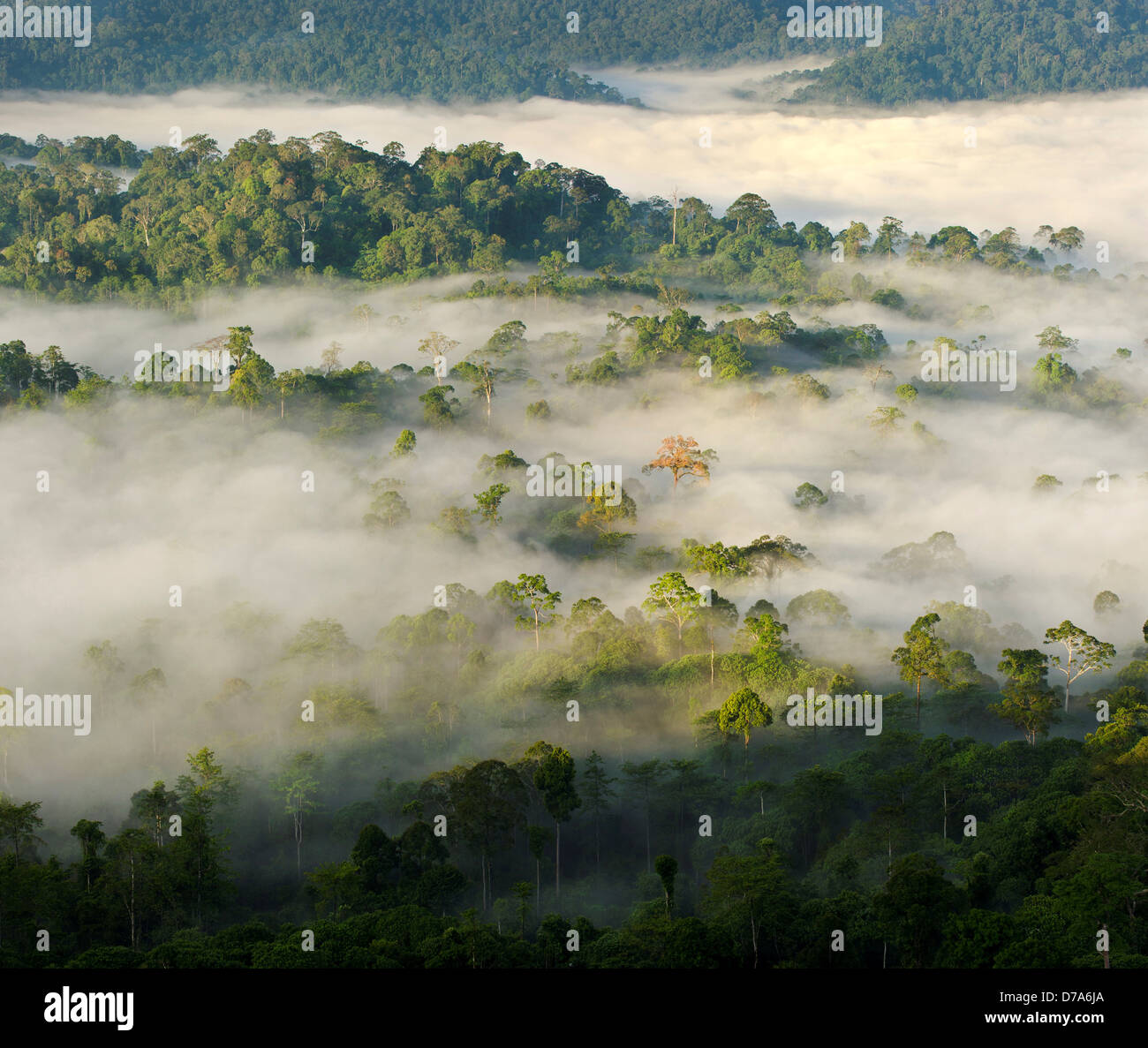Mist over lowland dipterocarp rainforest just after sunrise Danum ...