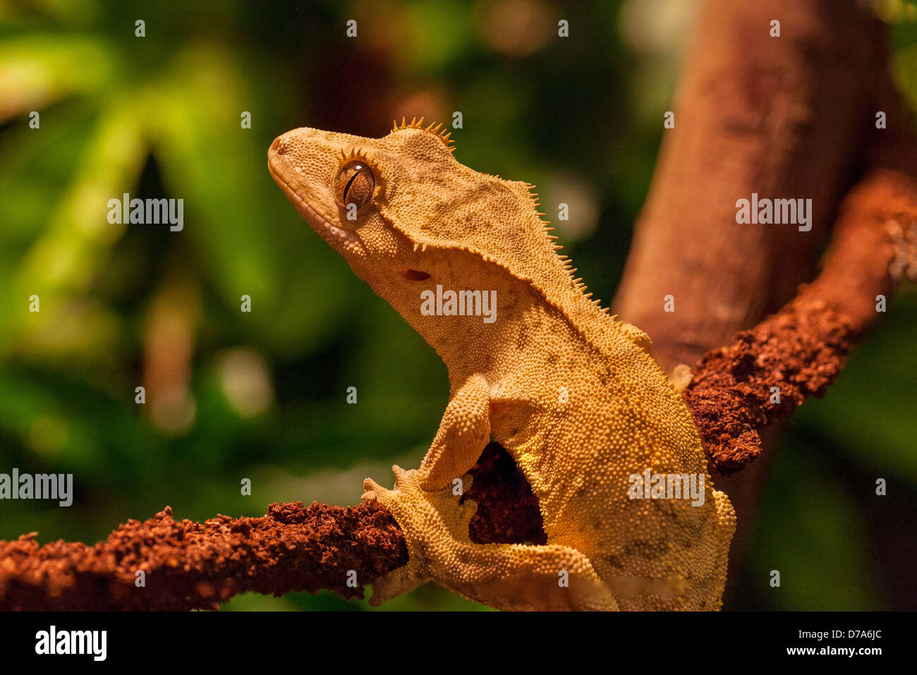 Fringe crested gecko hi-res stock photography and images - Alamy
