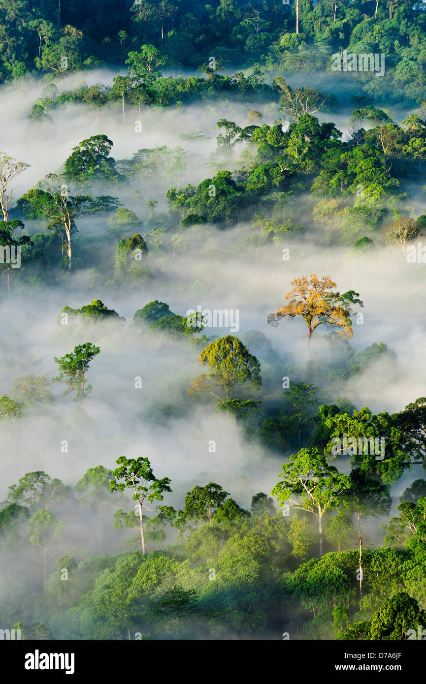 Rainforest dawn danum valley sabah borneo hi-res stock photography and ...