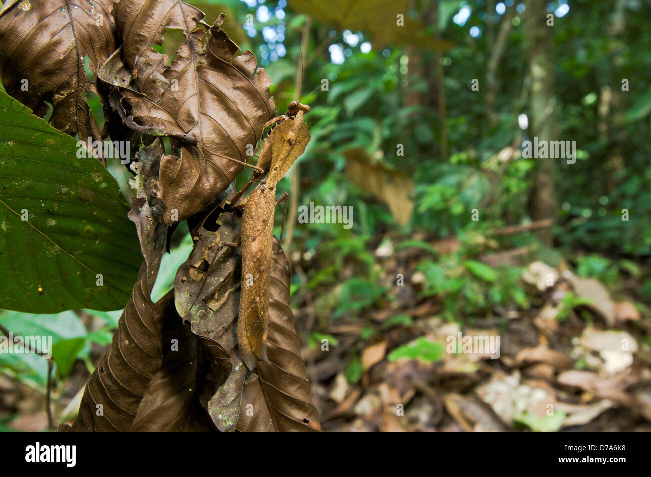 Giant rainforest mantis hi-res stock photography and images - Alamy