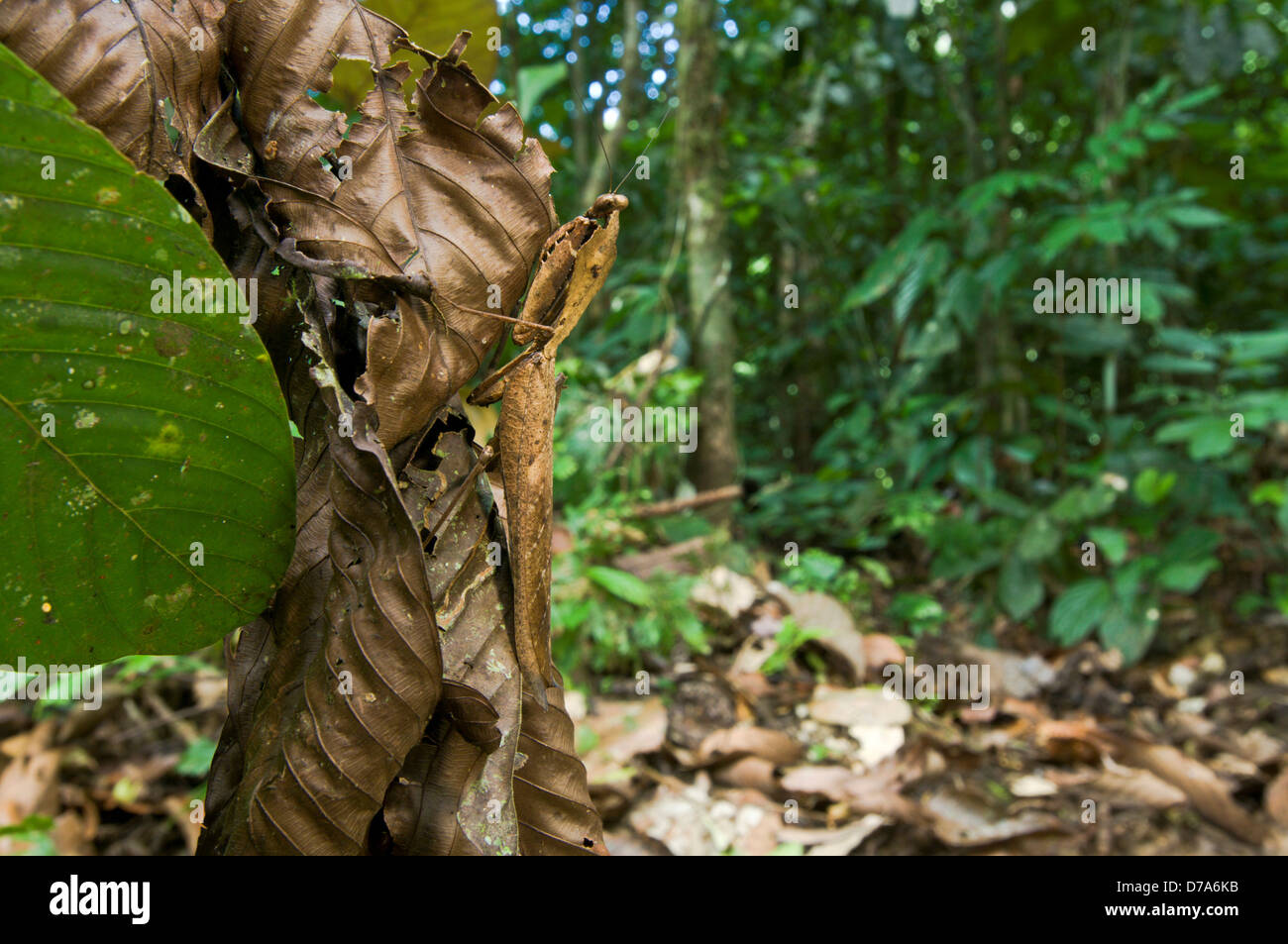 Giant dead leaf mantis or malaysian dead leaf mantis hi-res stock ...