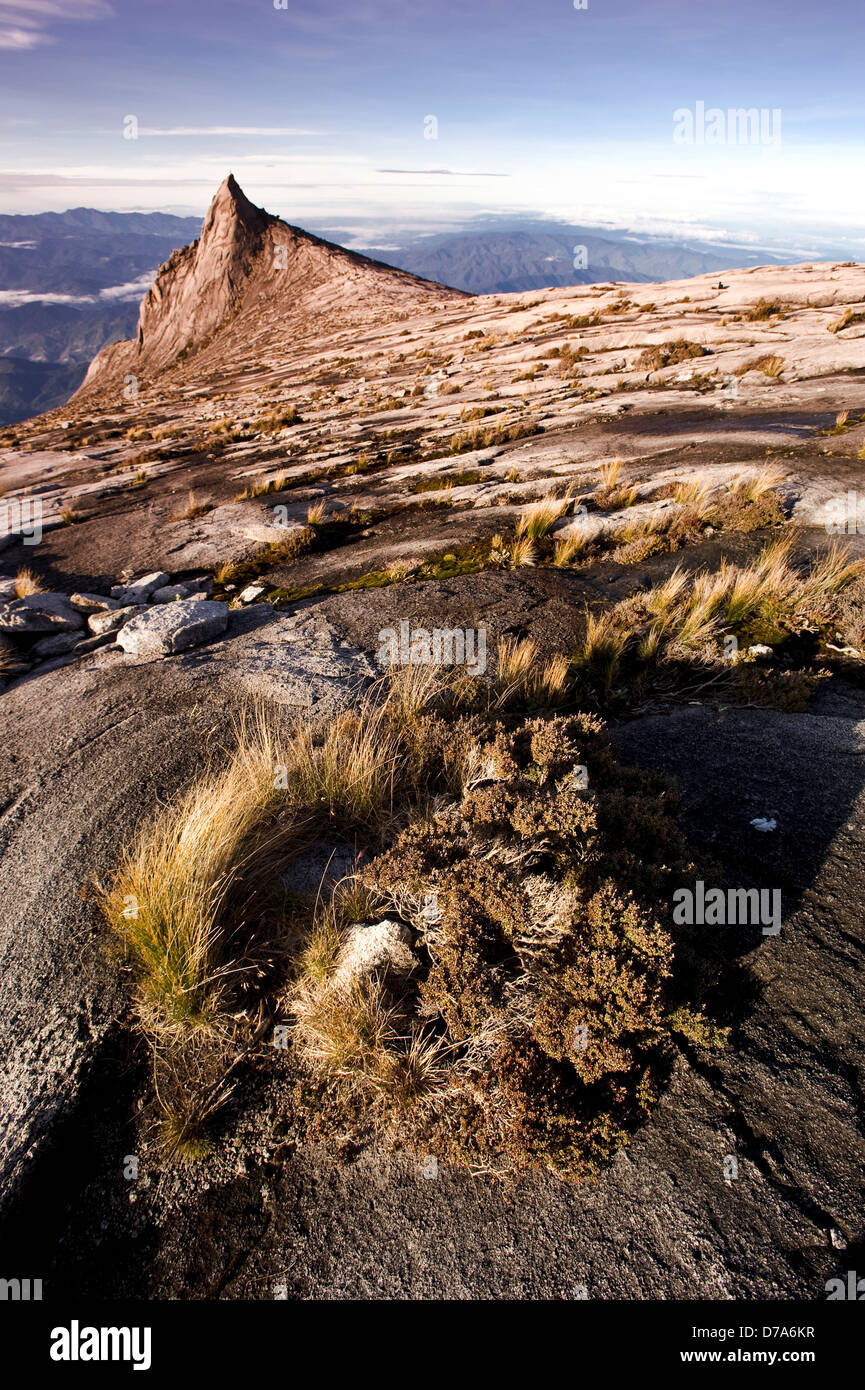 High mountain vegetation dominated by Ericaceae South Peak 3932m behind ...