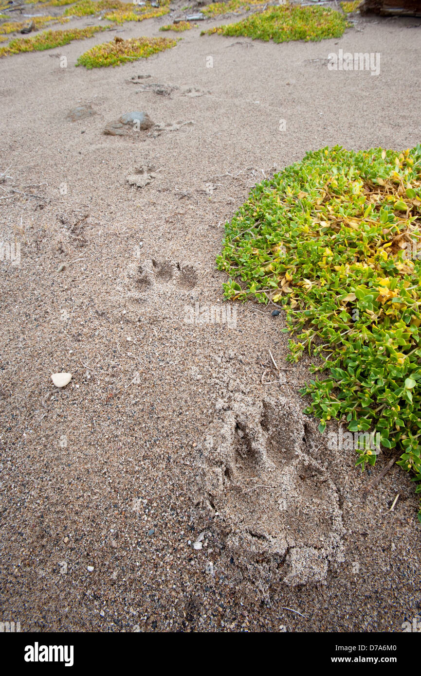Tracks Timber wolf Canis lupus along sandy beach at shores Hudson Bay ...