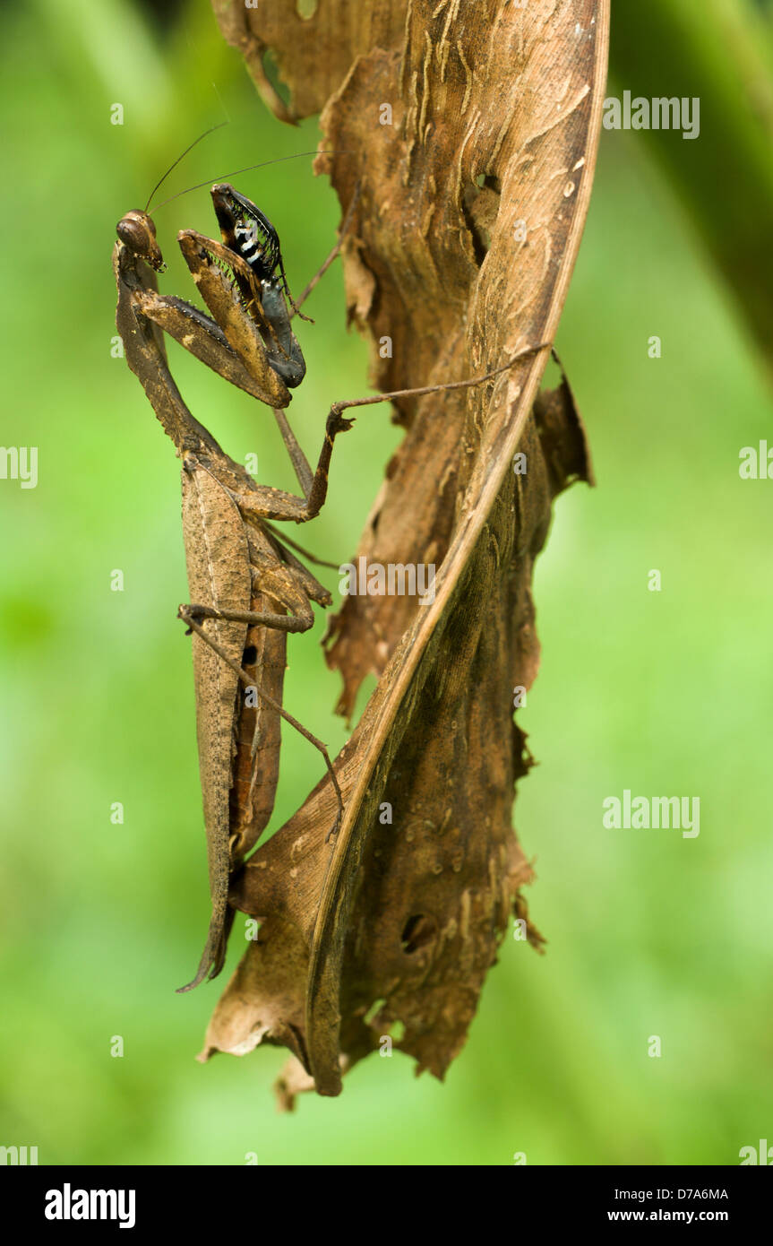 Dead Leaf mantis Deroplatys dessicata lying in ambush amongst ...