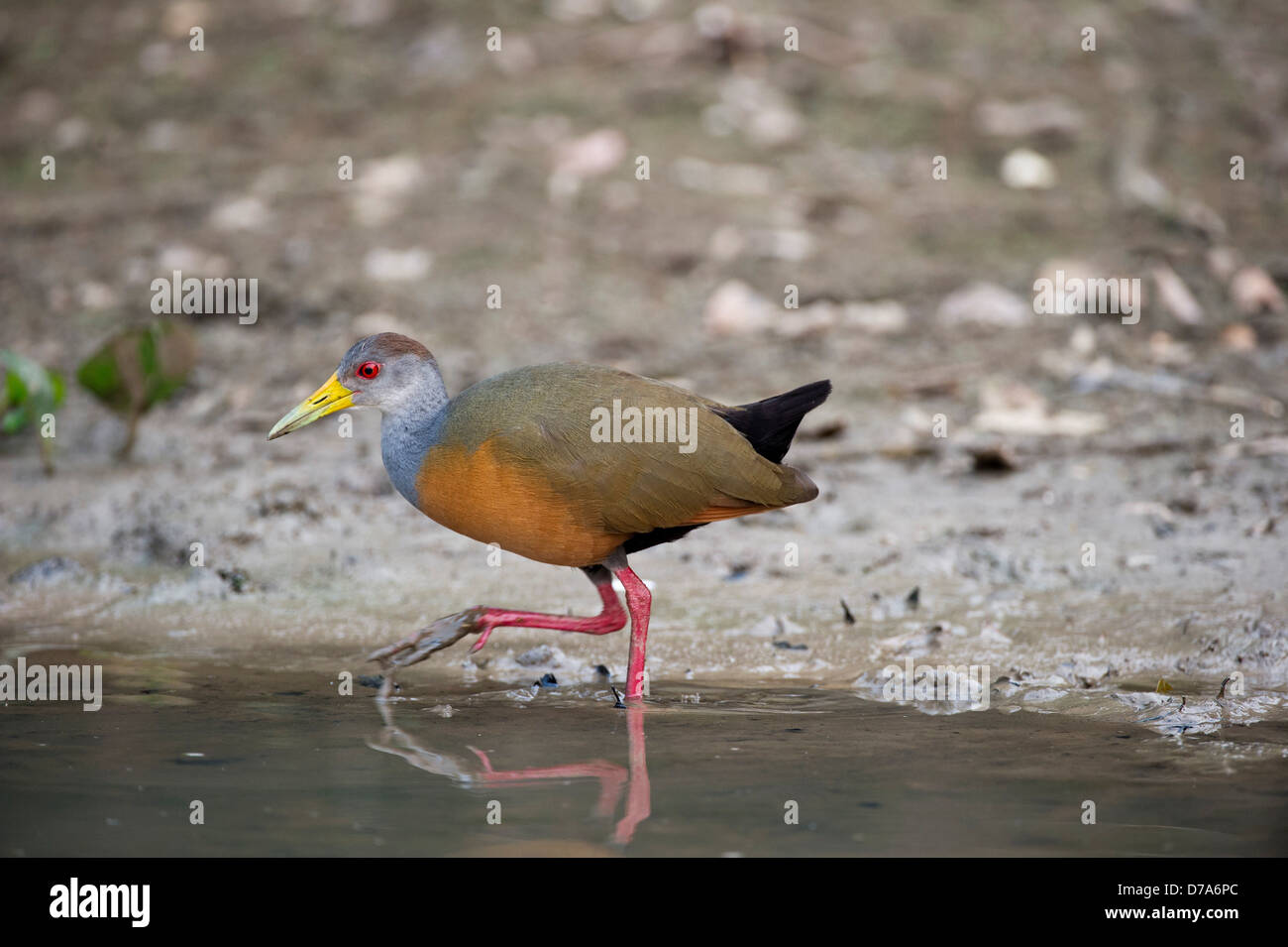 Grey-Necked woodrail Aramides cajanea on edge Pixiam River Pantanal ...