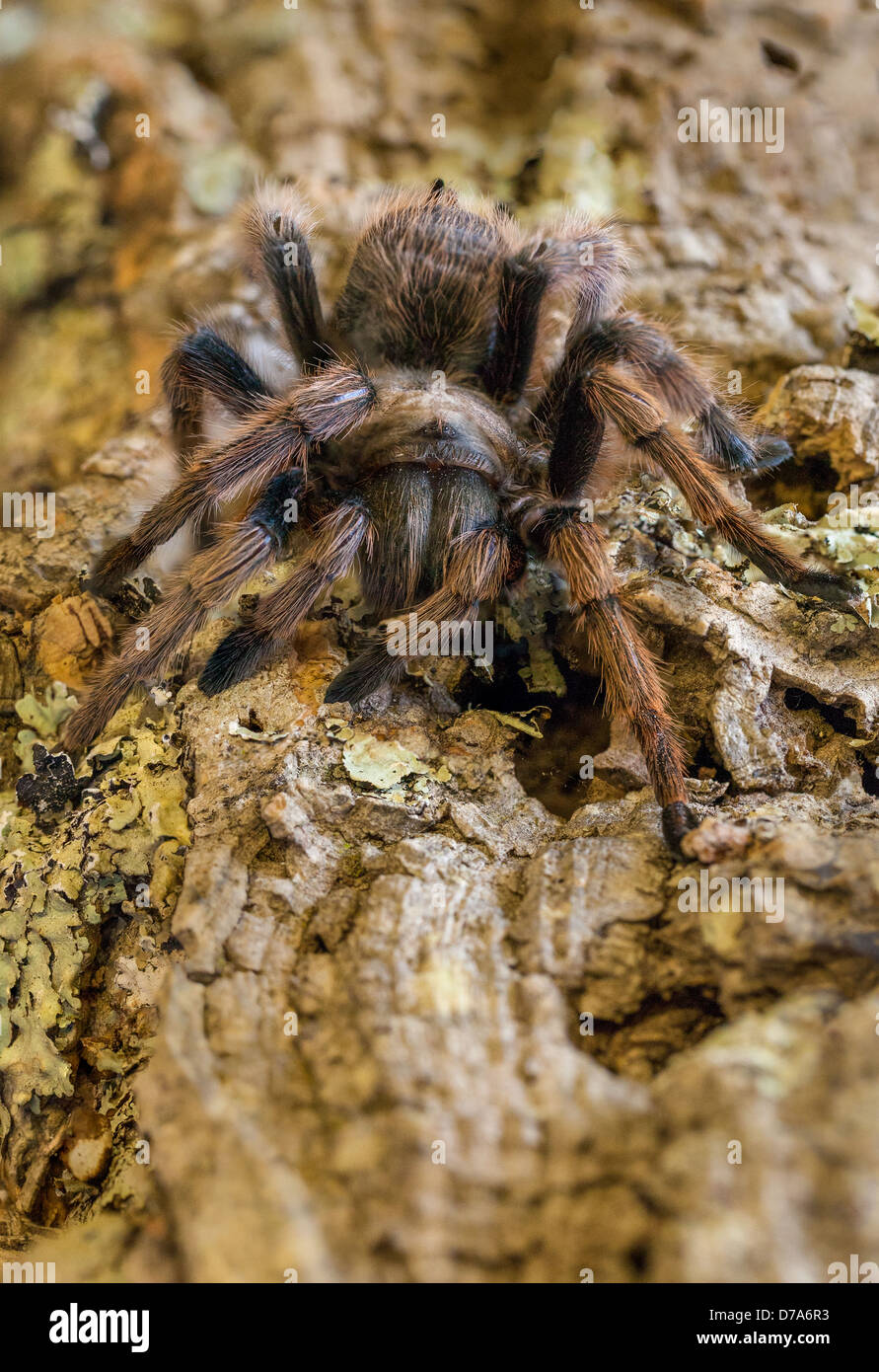 Western Desert Tarantula High Resolution Stock Photography and Images ...