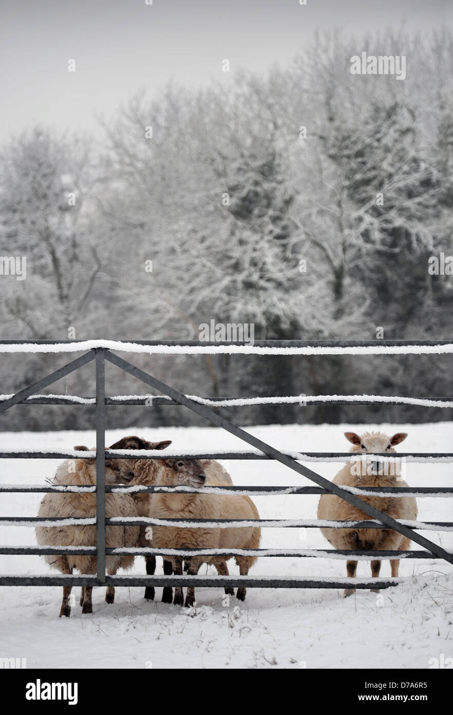 Sheep farm gate hi-res stock photography and images - Alamy