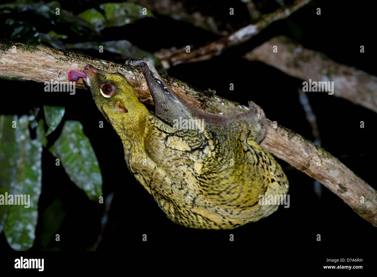 Cynocephalus variegatus hi-res stock photography and images - Alamy