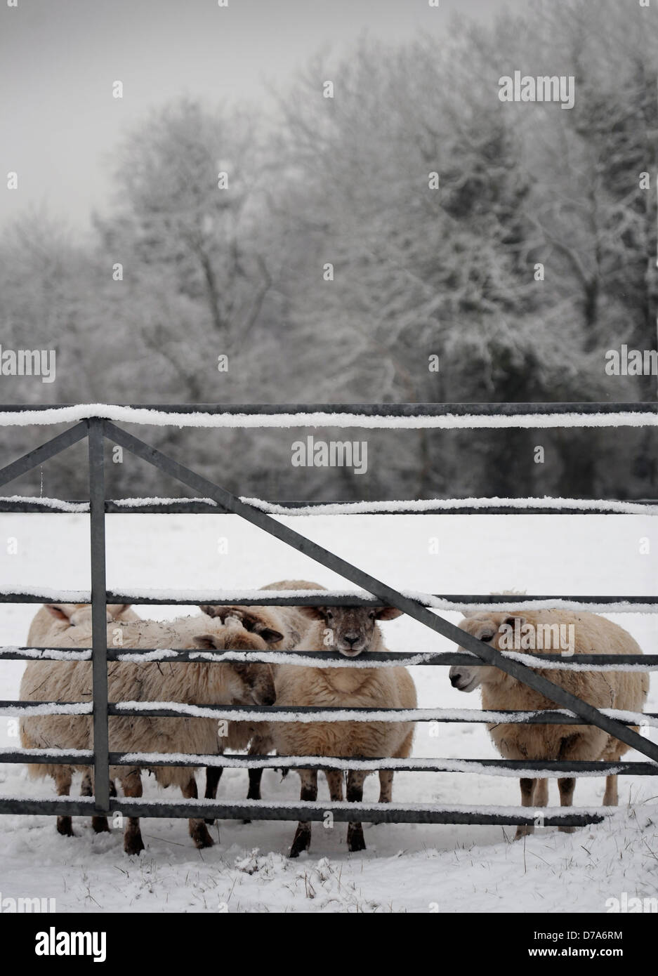 English sheep gate hi-res stock photography and images - Alamy