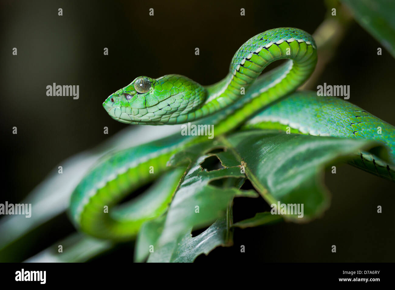Pope's Tree viper Trimeresurus popeorum in forest Danum Valley Sabah ...