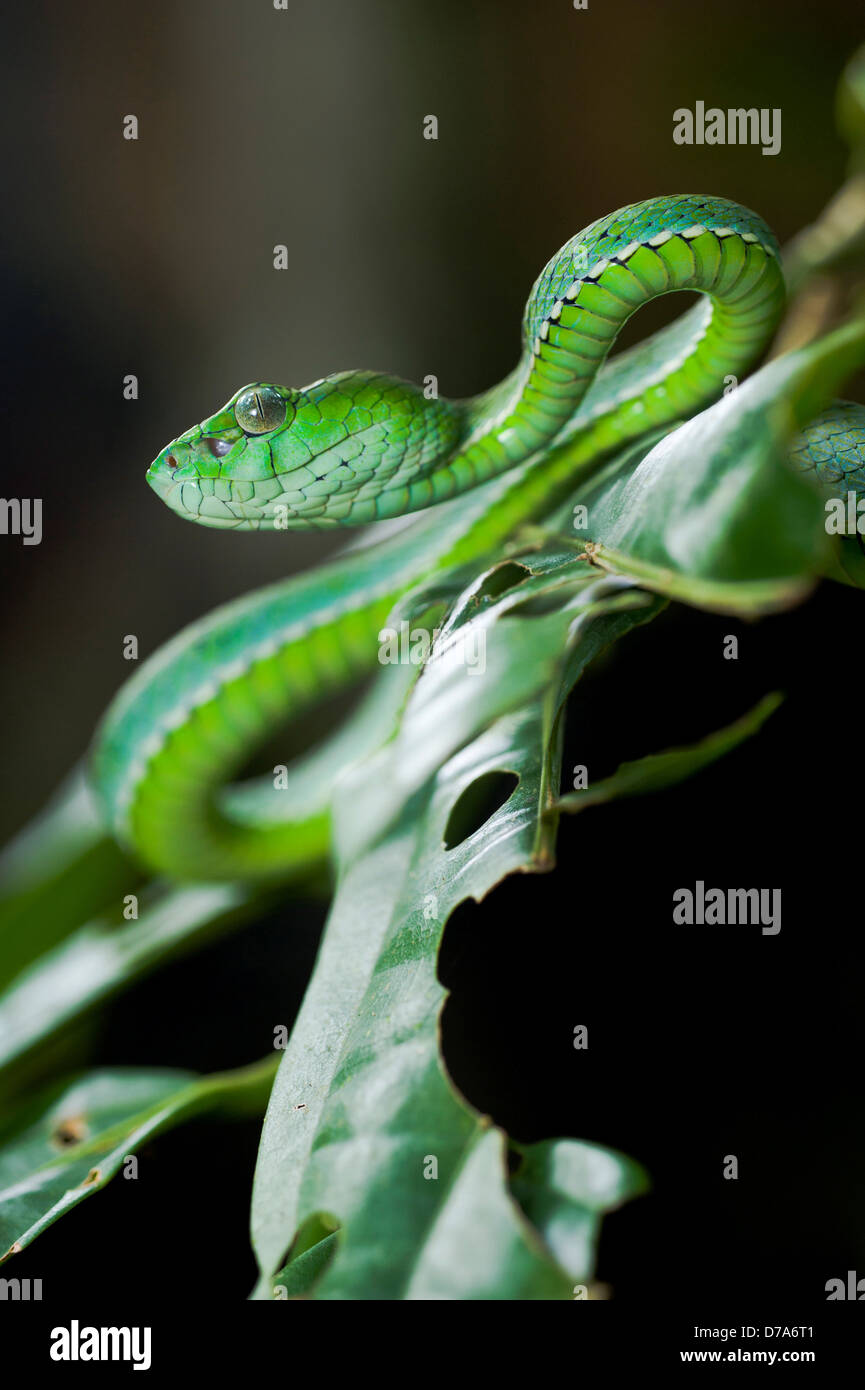 Popes bamboo pitviper hi-res stock photography and images - Alamy