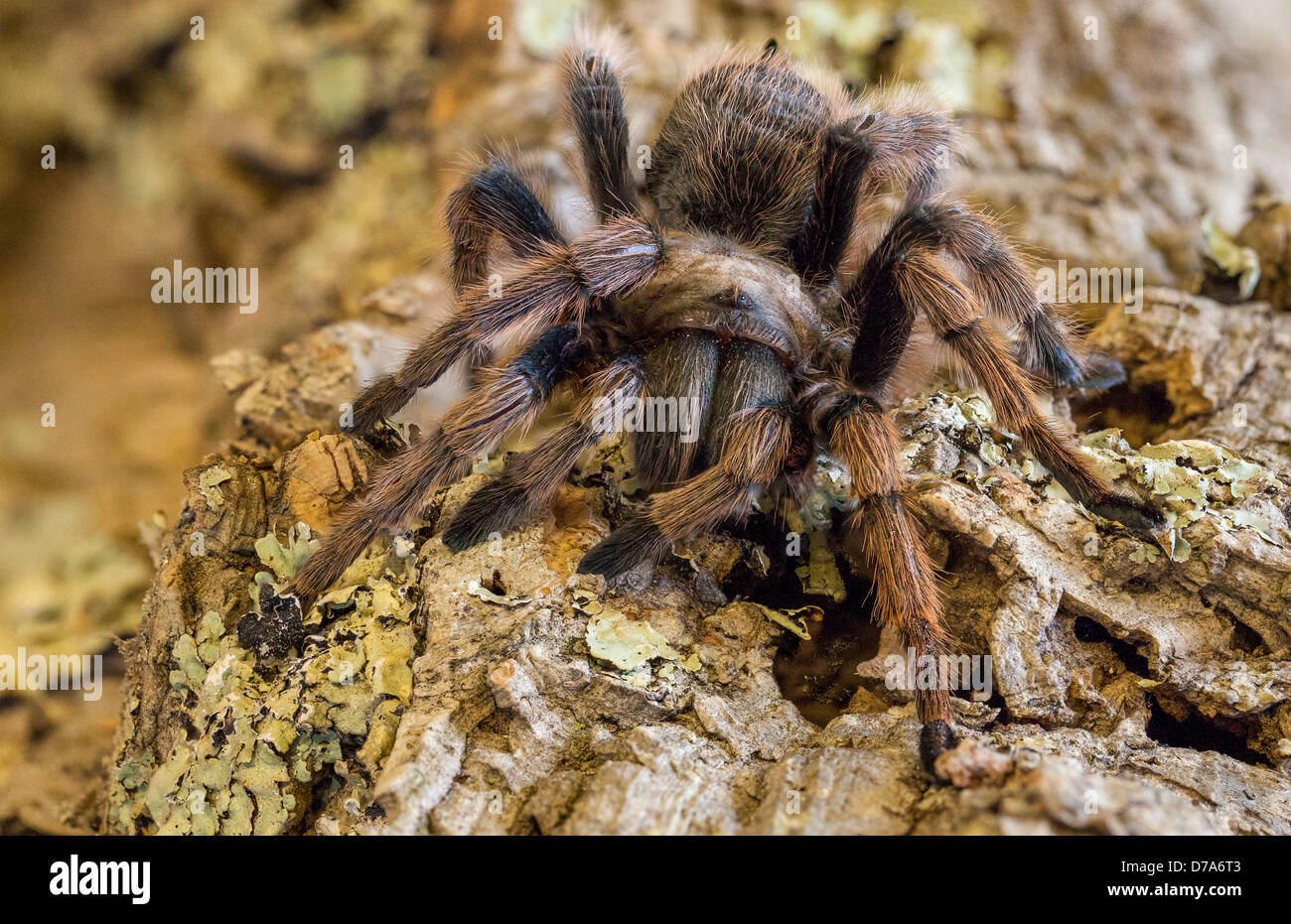 Western Desert Tarantula High Resolution Stock Photography and Images ...