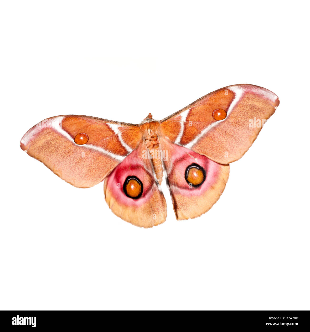 Close-up Suraka Silk moth Antherina suraka on white background Stock ...