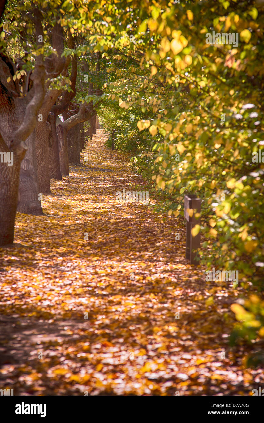 Autumn leaves in Hahndorf, in South Australia's picturesque Adelaide ...